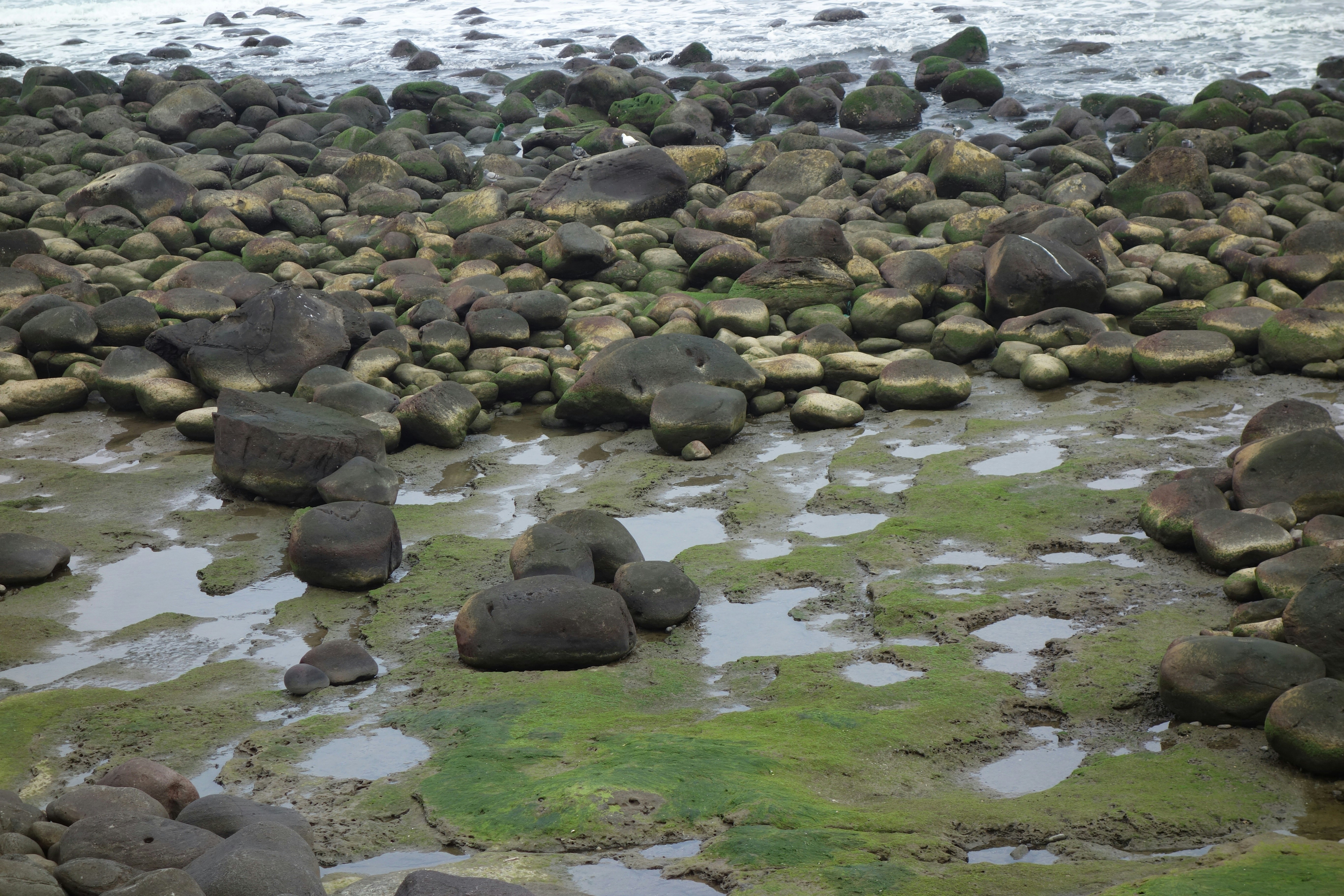 Moss-Kissed Pebble Field at the Quiet Shore