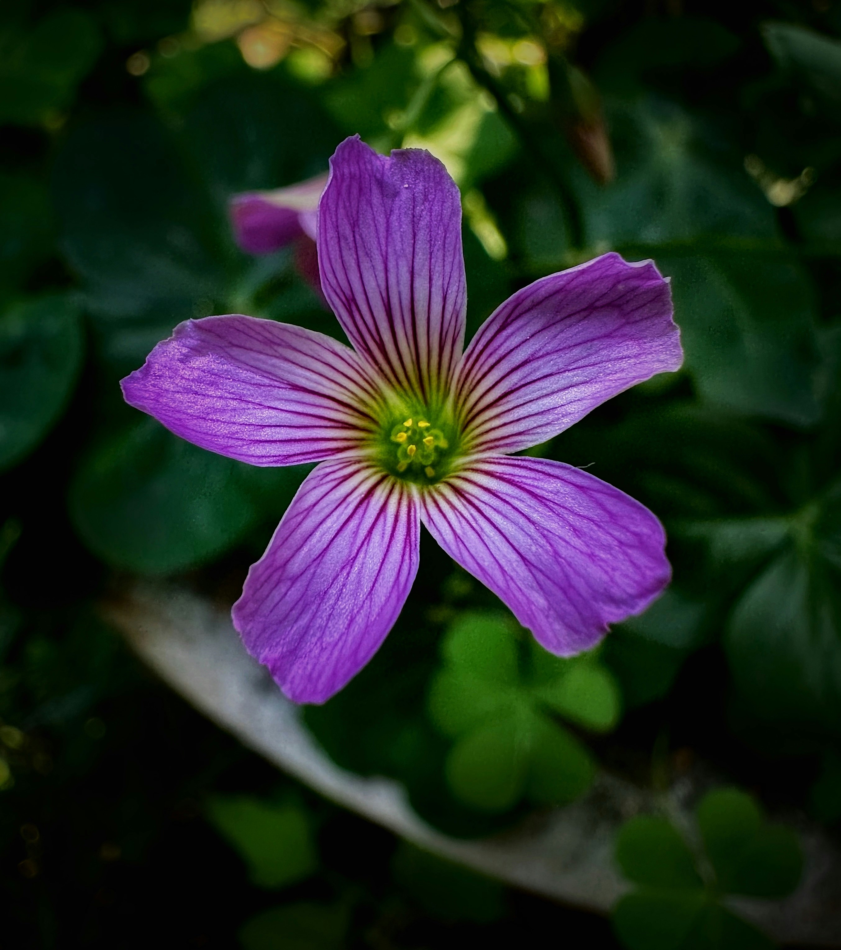 Veined Violet Blossom Nestled in a Shadowed Emerald Backdrop