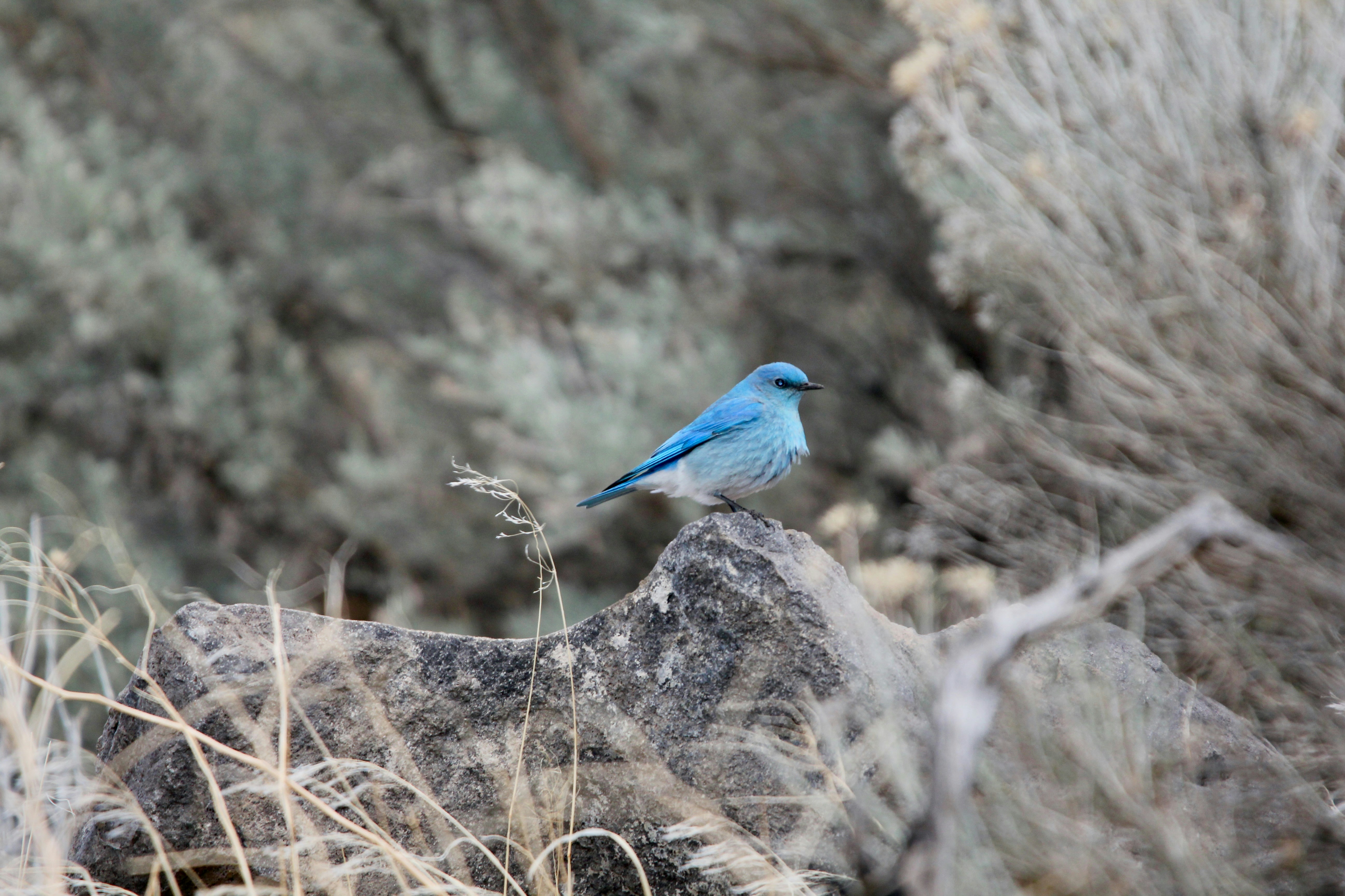 A blue bird perches on a rock. photo – Free Birds Image on Unsplash