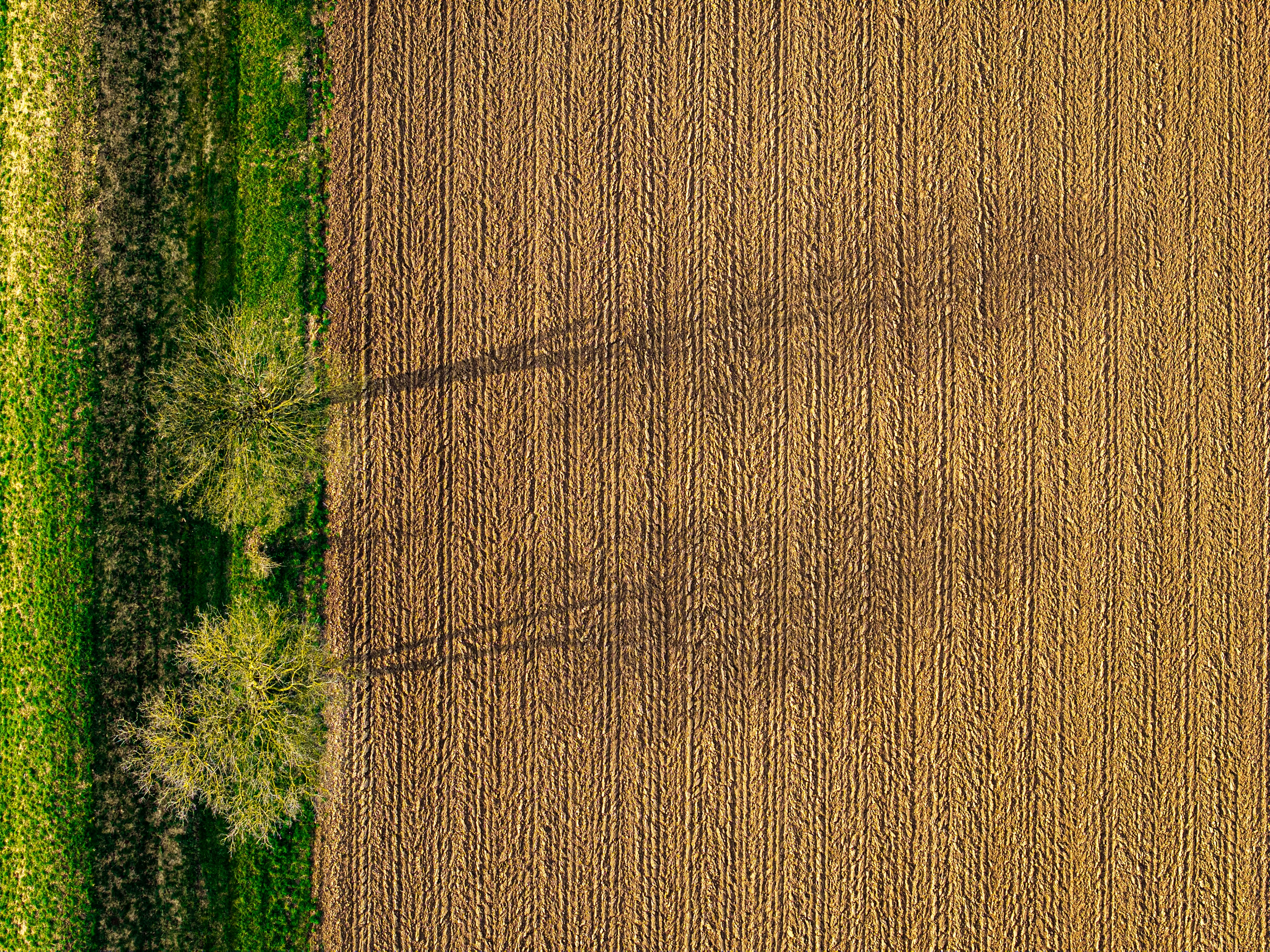 Two leafless trees cast long shadows on a plowed field beside a vibrant green pasture.