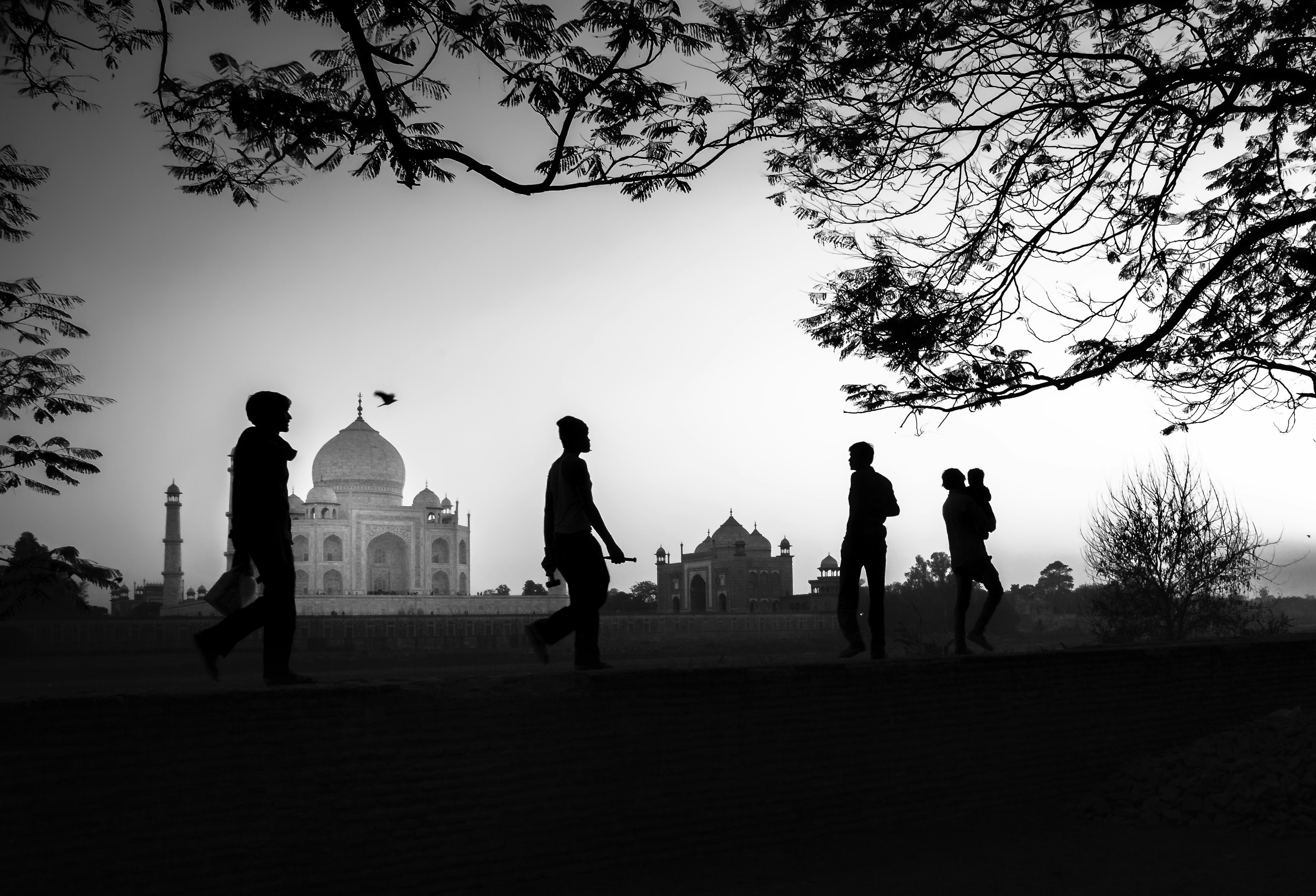 Silhouettes at Dawn: The Taj Mahal's Morning Dance
