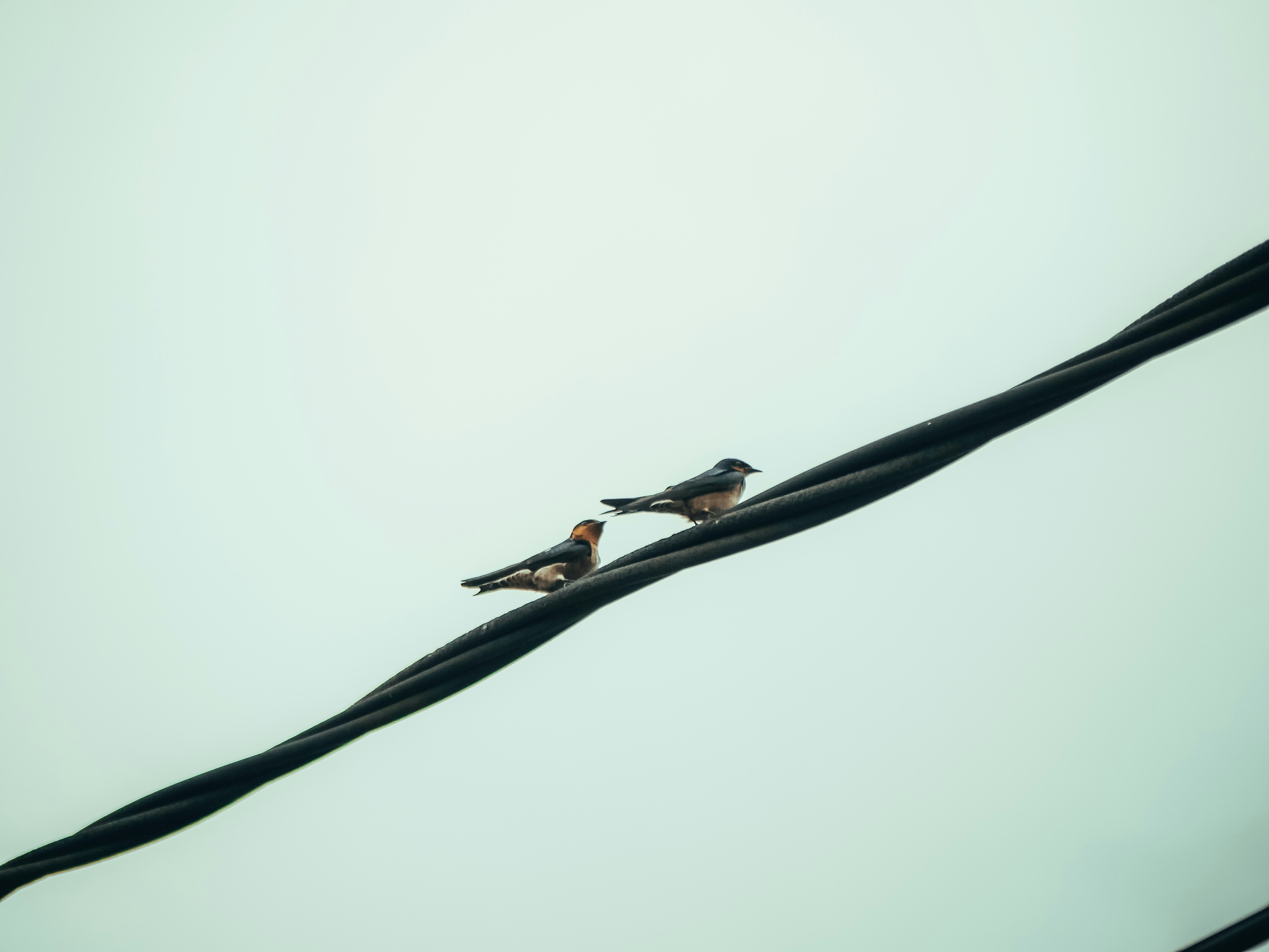 Two swallows perched on a wire against a pale sky.