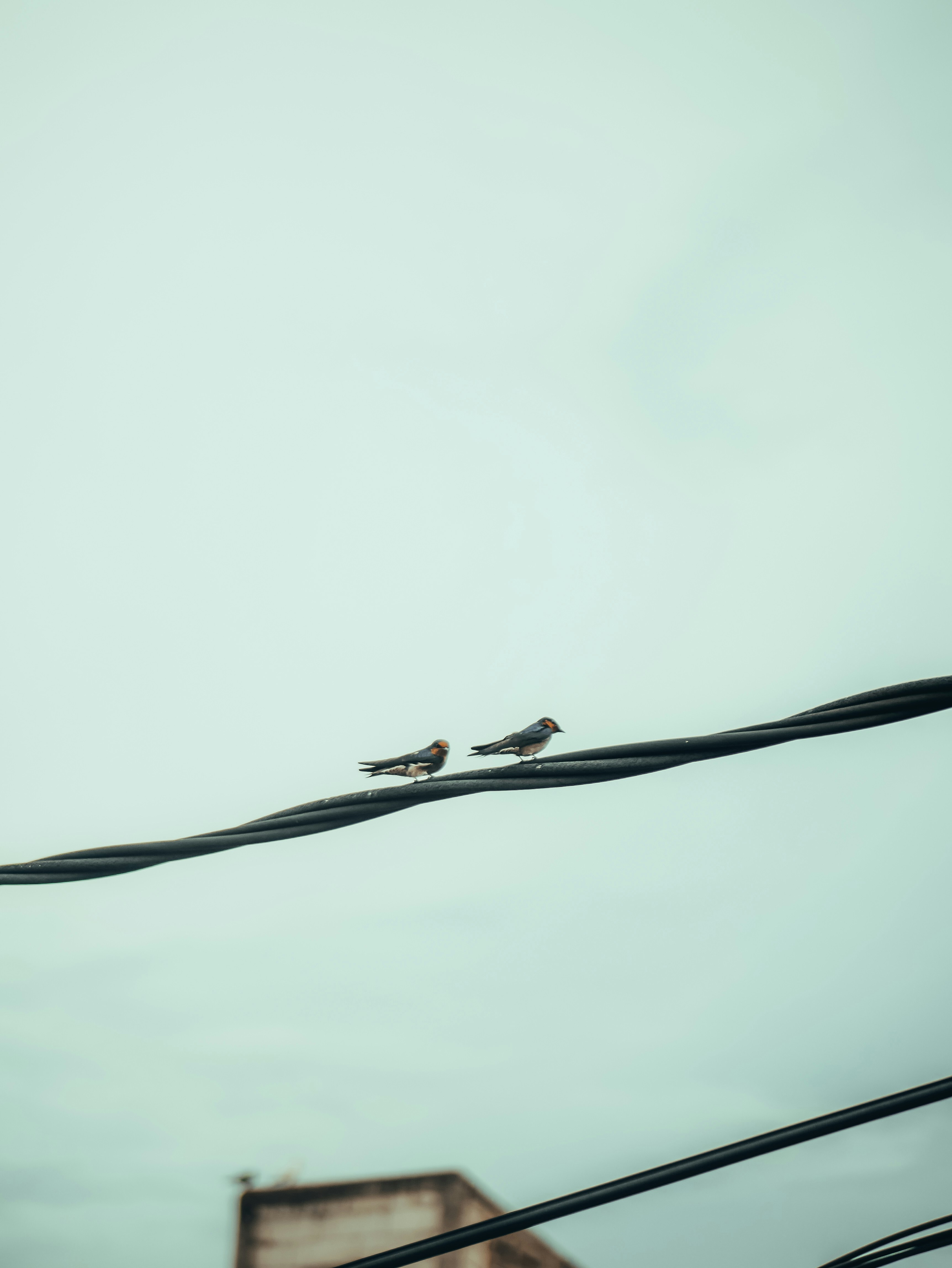 2 swallow birds on a wire with blue sky background
