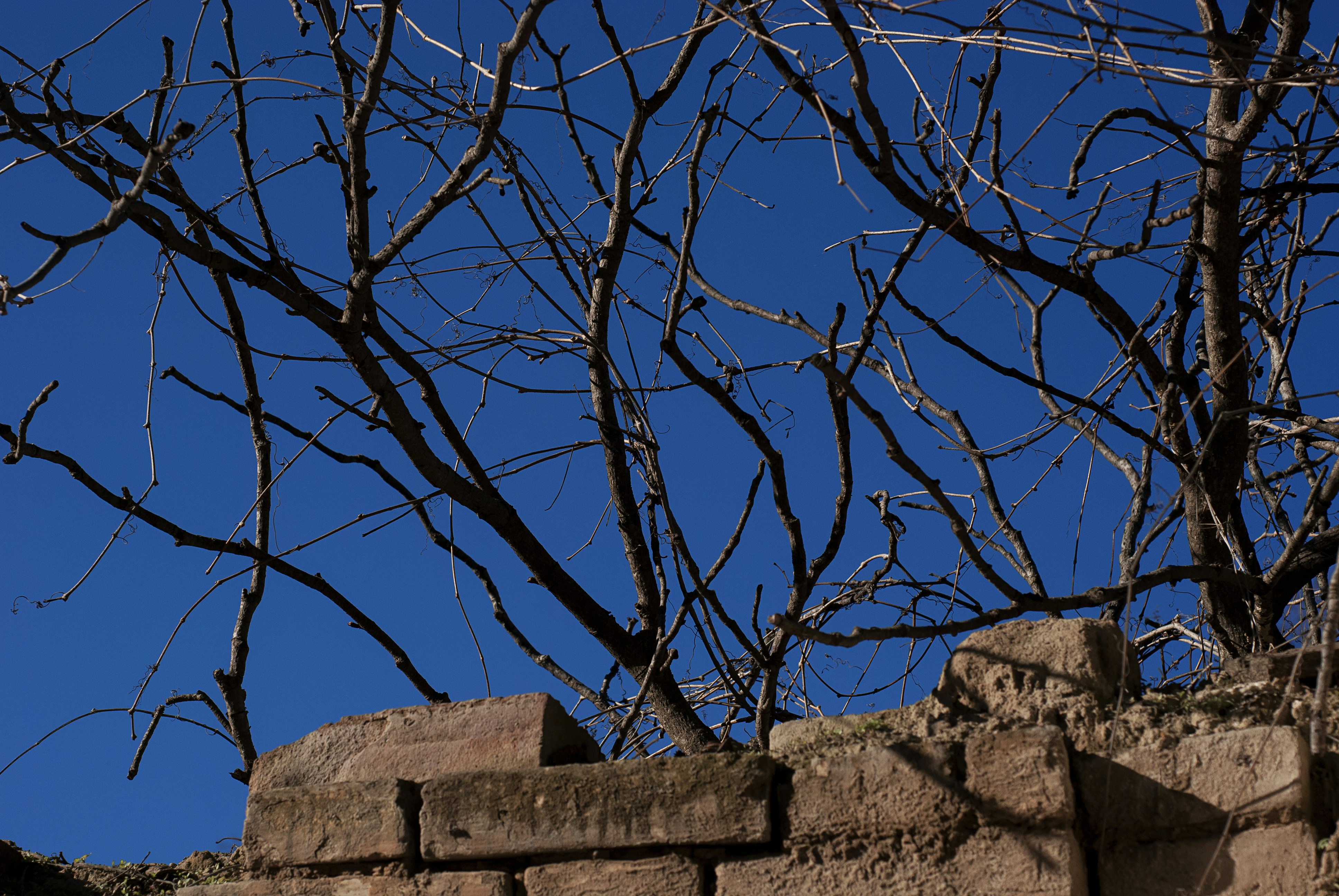 Bare tree branches intertwine above a stone wall under a clear blue sky.