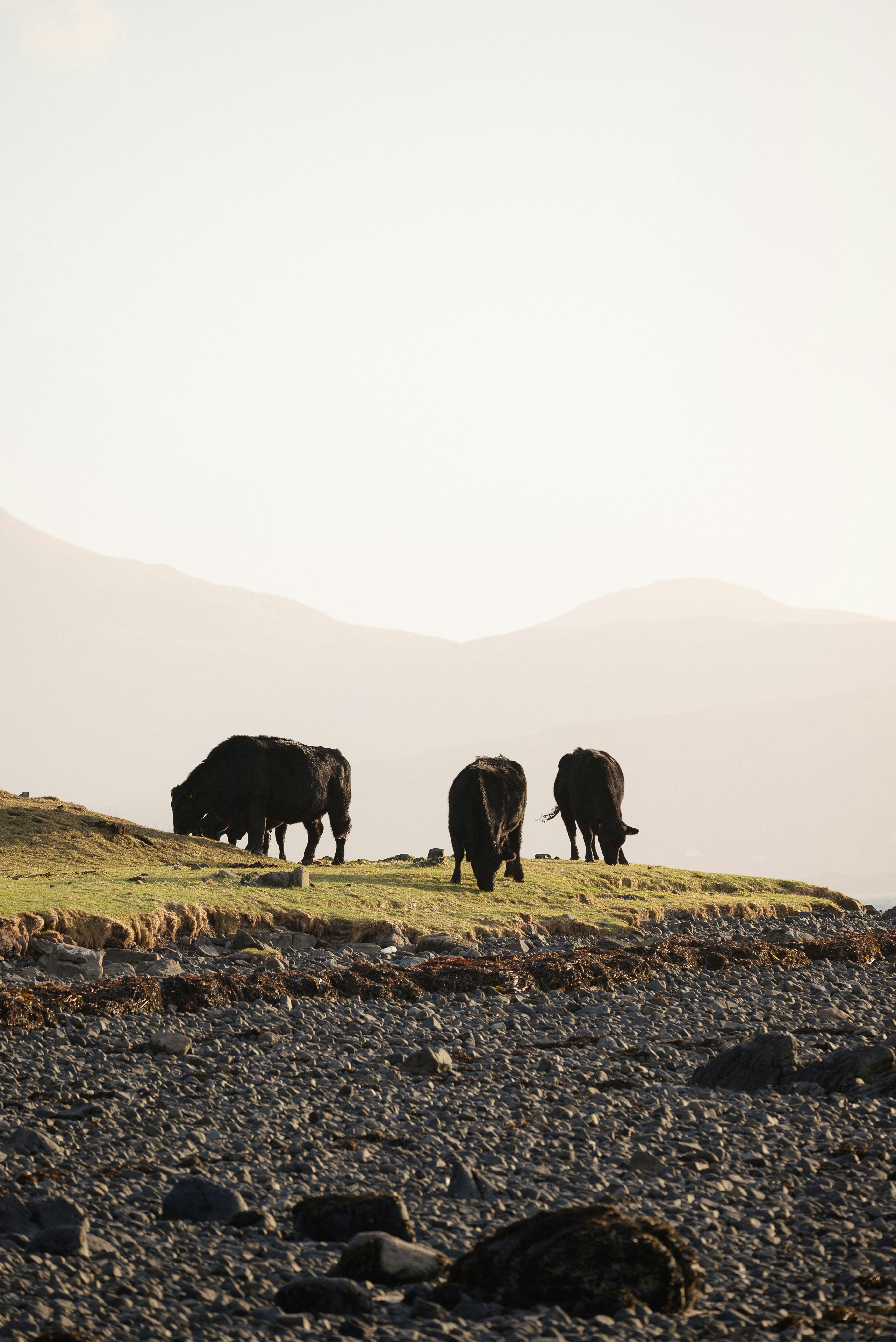 Serene Grazing at Dusk