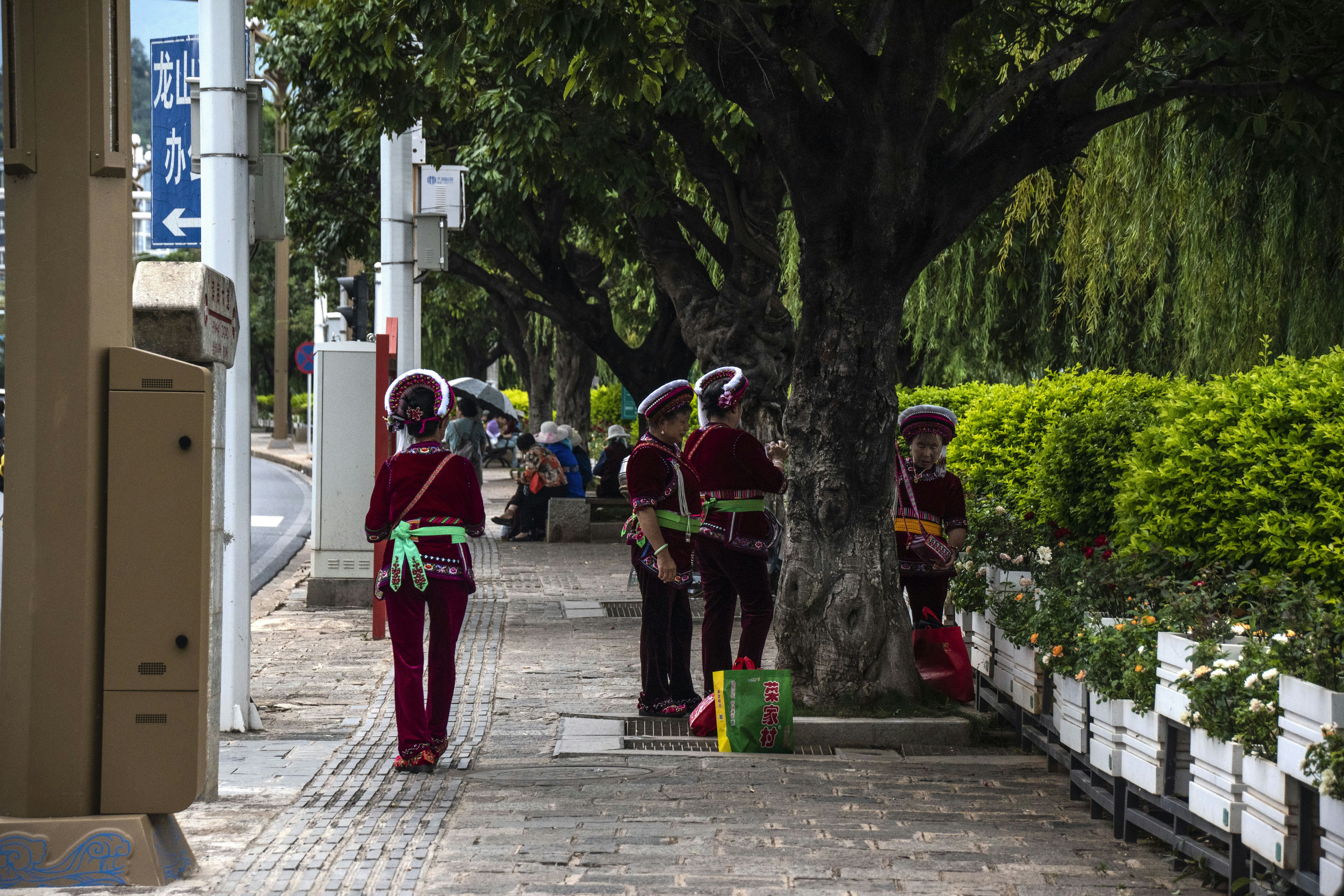 Vibrant Tradition Under Shaded Avenues