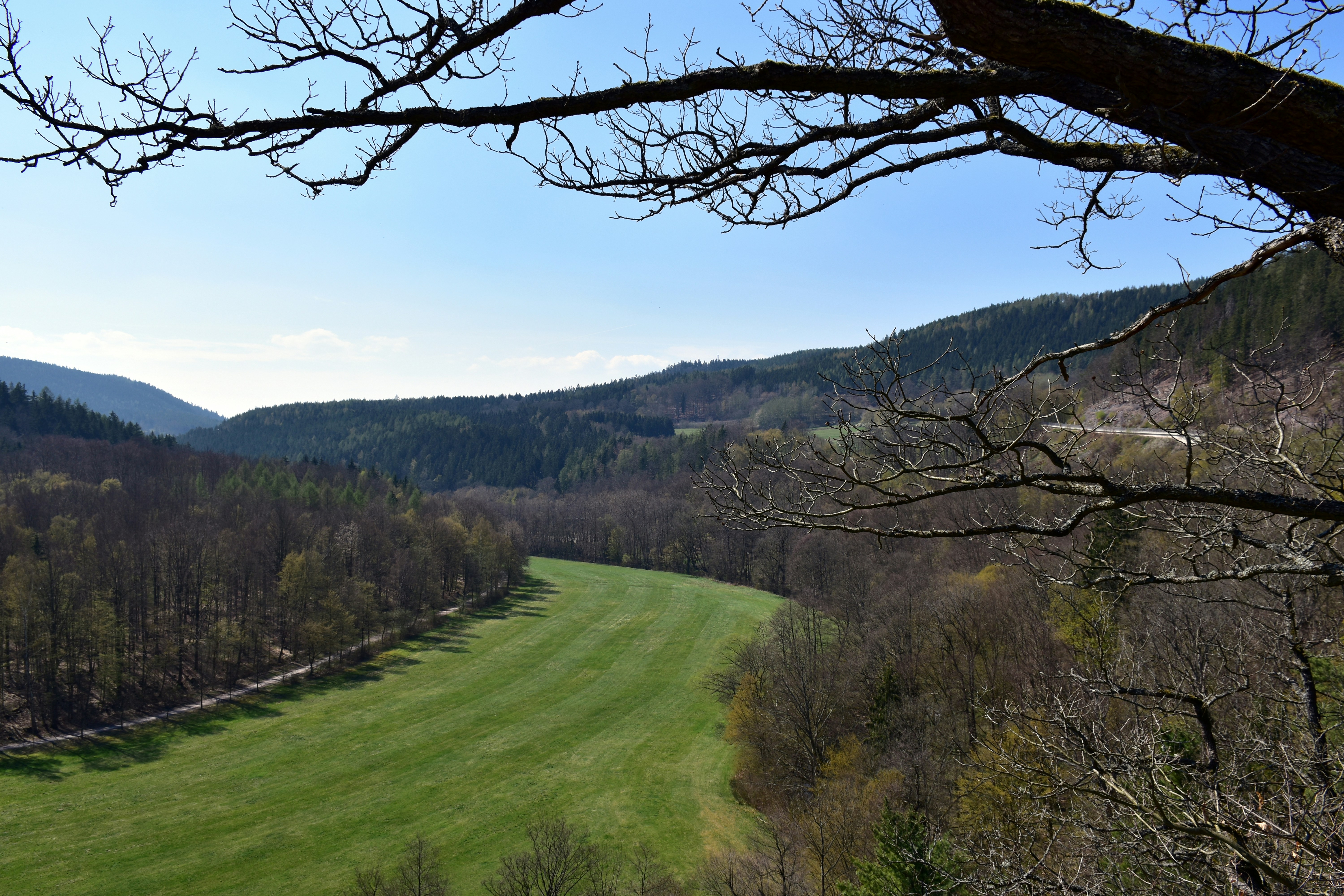 Whispering Branches Over Verdant Valley