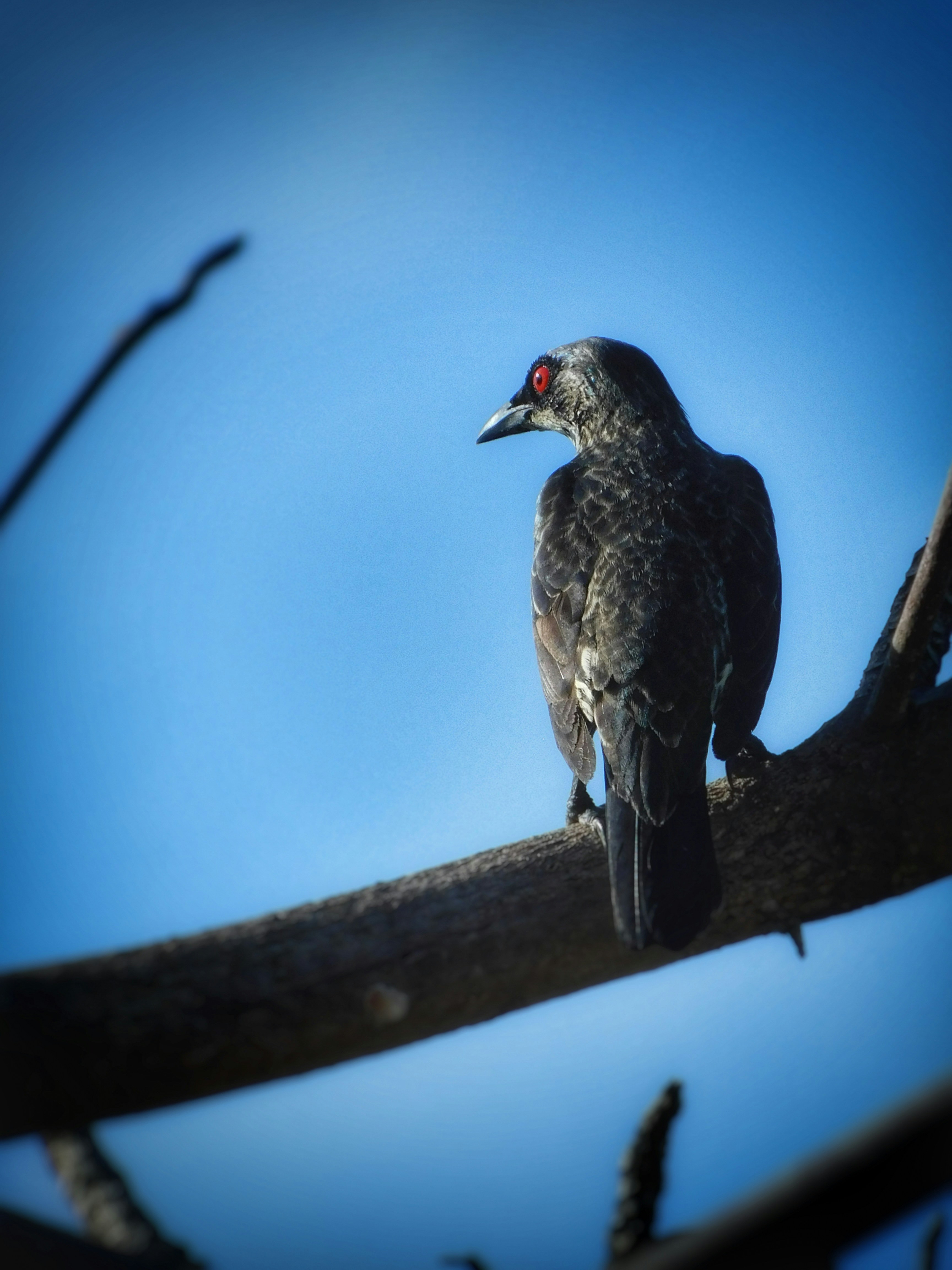 Un pájaro con ojos rojos se posó en una rama. foto – Imagen de Animal ...