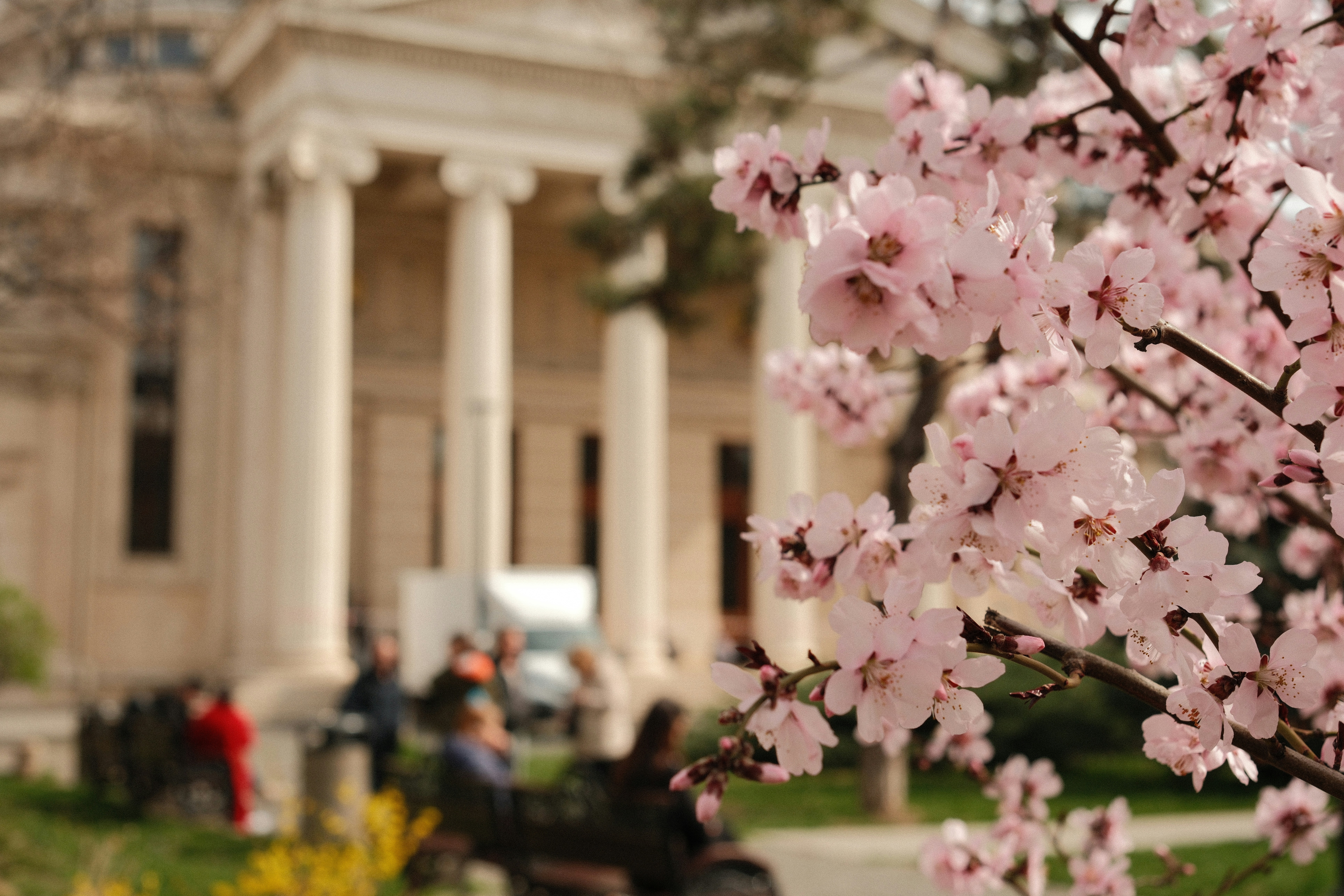 Cherry Blossom Foreground Framing an Architectural Courtyard