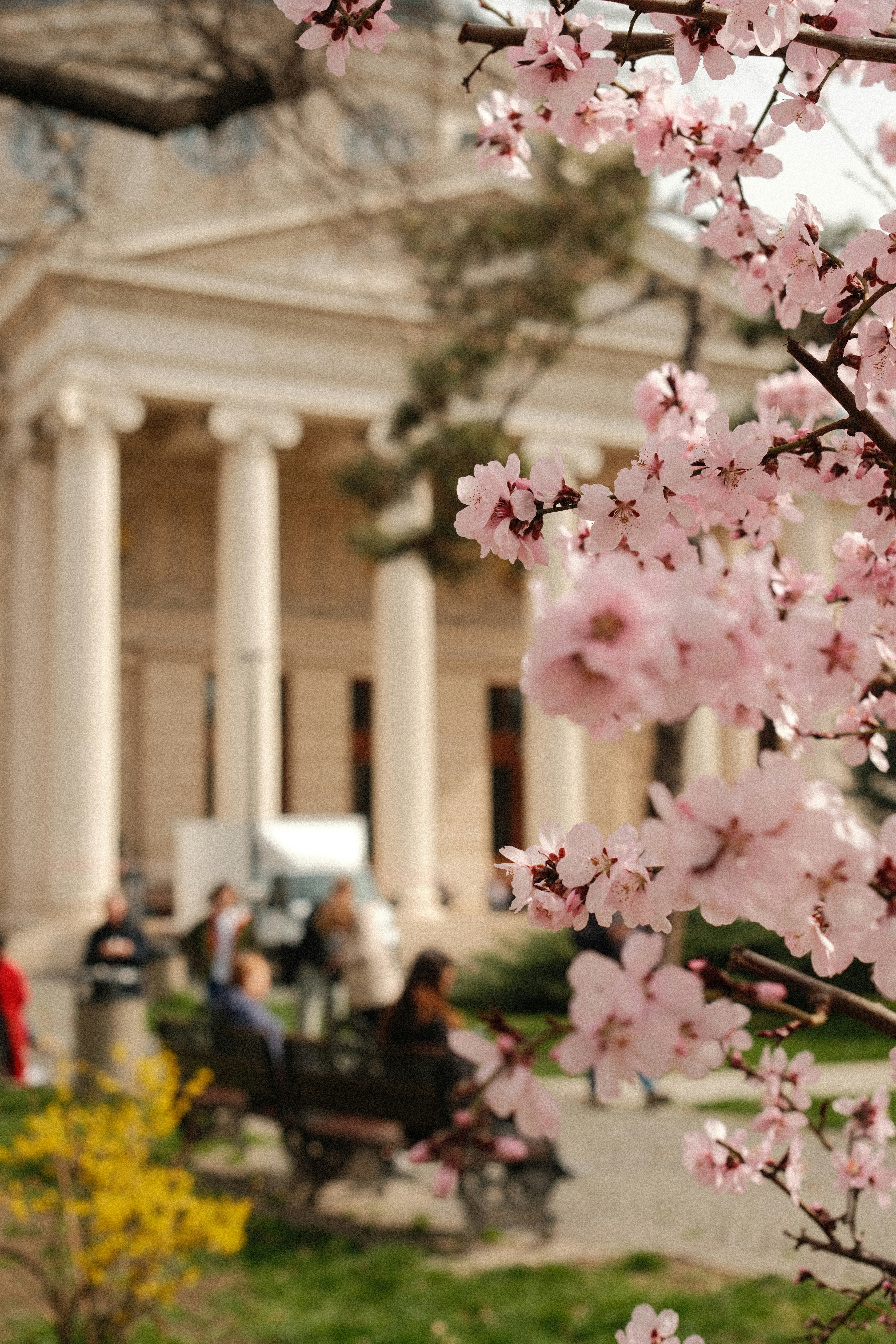 Petals at the Peristyle: Spring Bloom Framing a Classical Campus