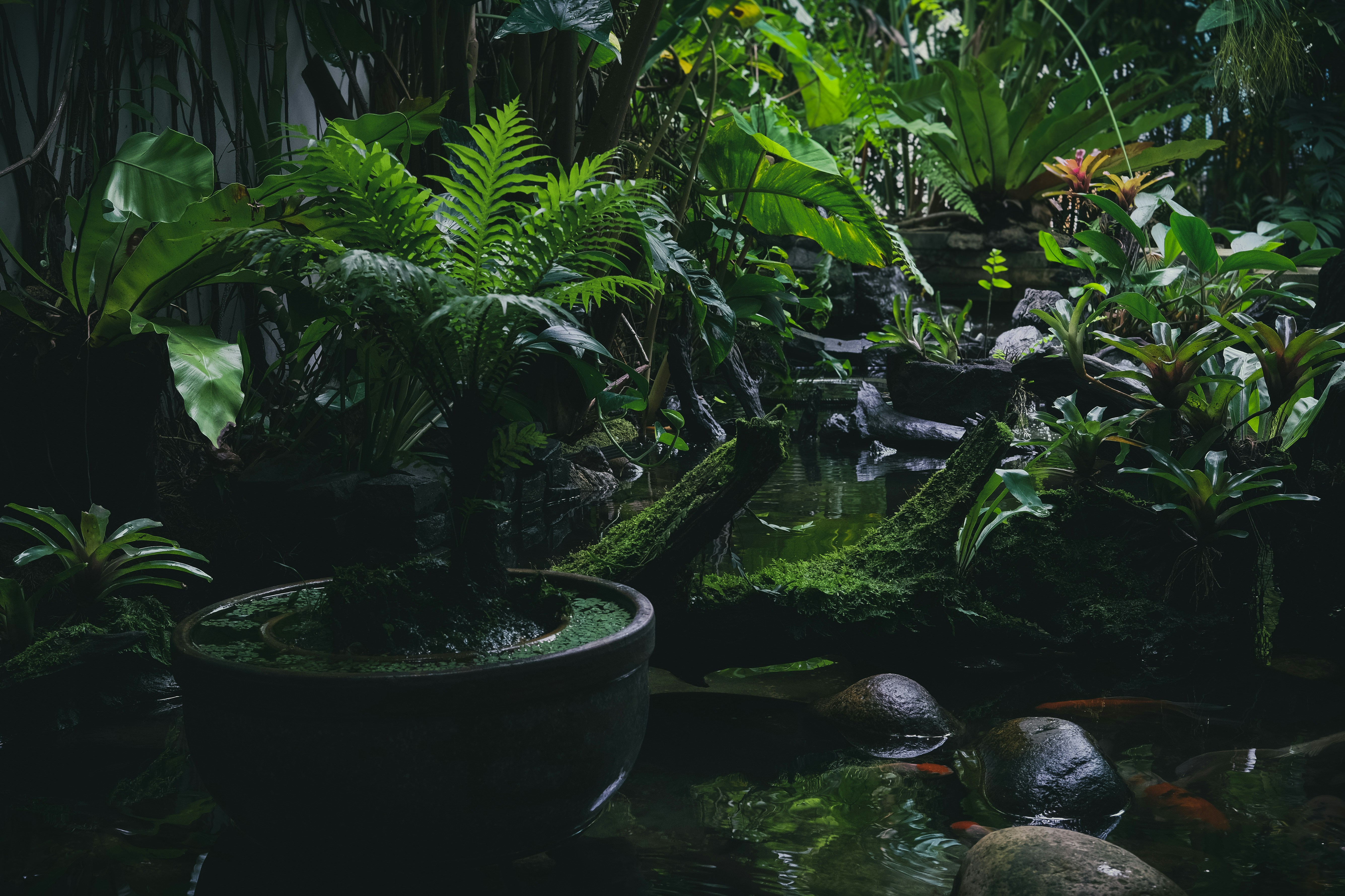 A serene indoor garden with lush greenery and water. photo – Free Pond ...