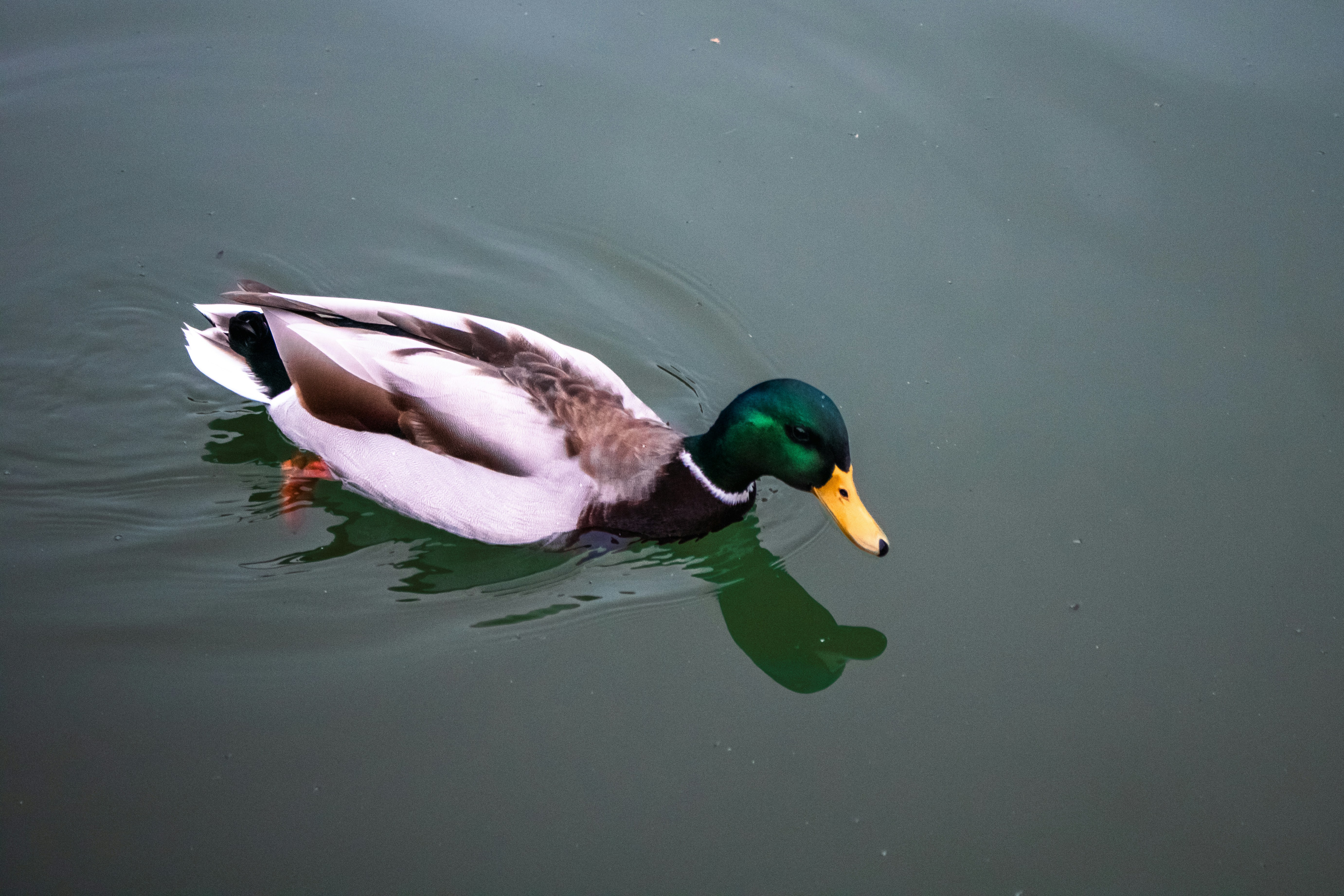 This photograph captures a male mallard duck (drake) swimming in calm water. The duck's distinctive iridescent green head, brown chest, gray body, and yellow beak are clearly visible. Its bright orange feet are visible beneath the water's surface.