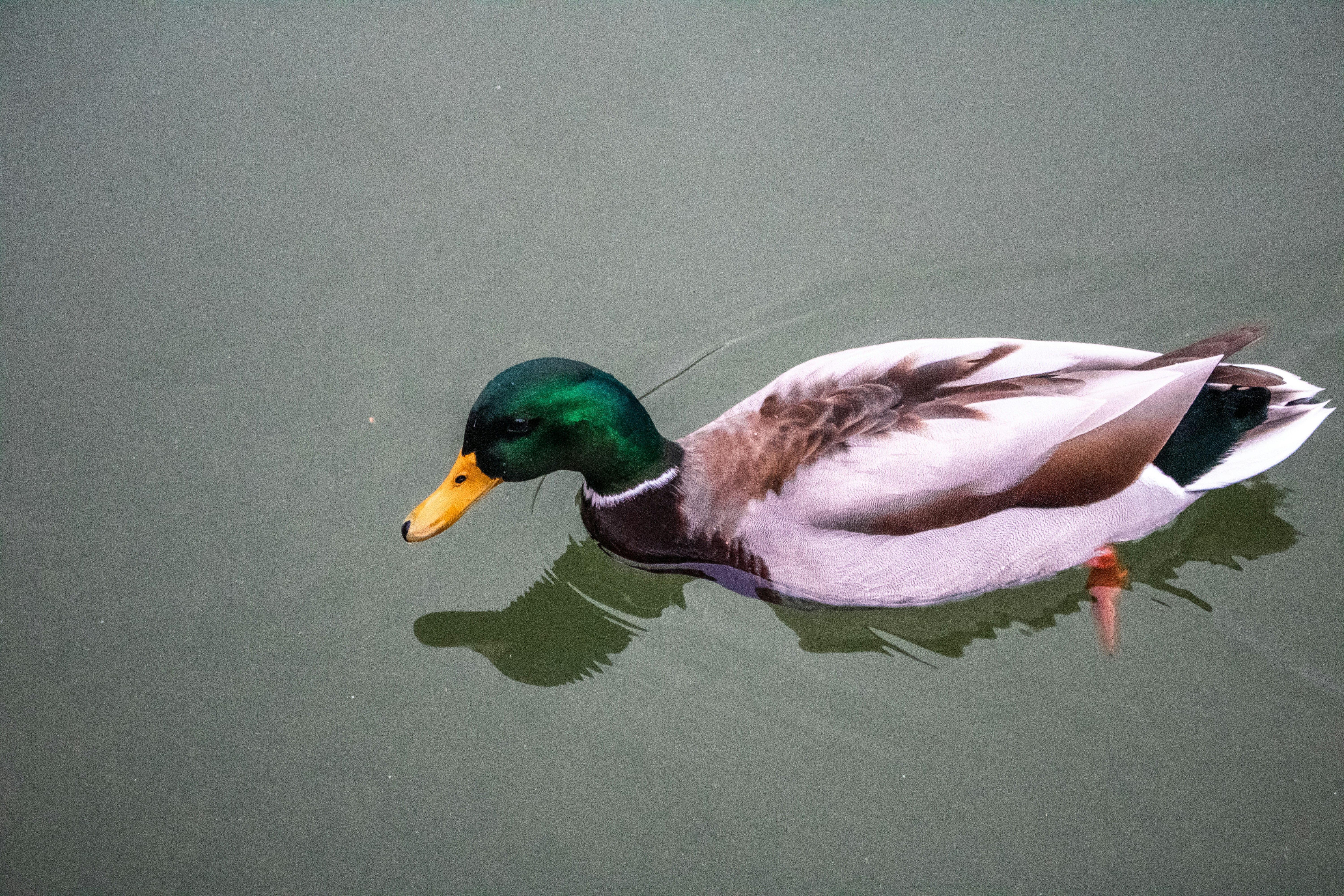 This photograph captures a male mallard duck (drake) swimming in calm water. The duck's distinctive iridescent green head, brown chest, gray body, and yellow beak are clearly visible. Its bright orange feet are visible beneath the water's surface.