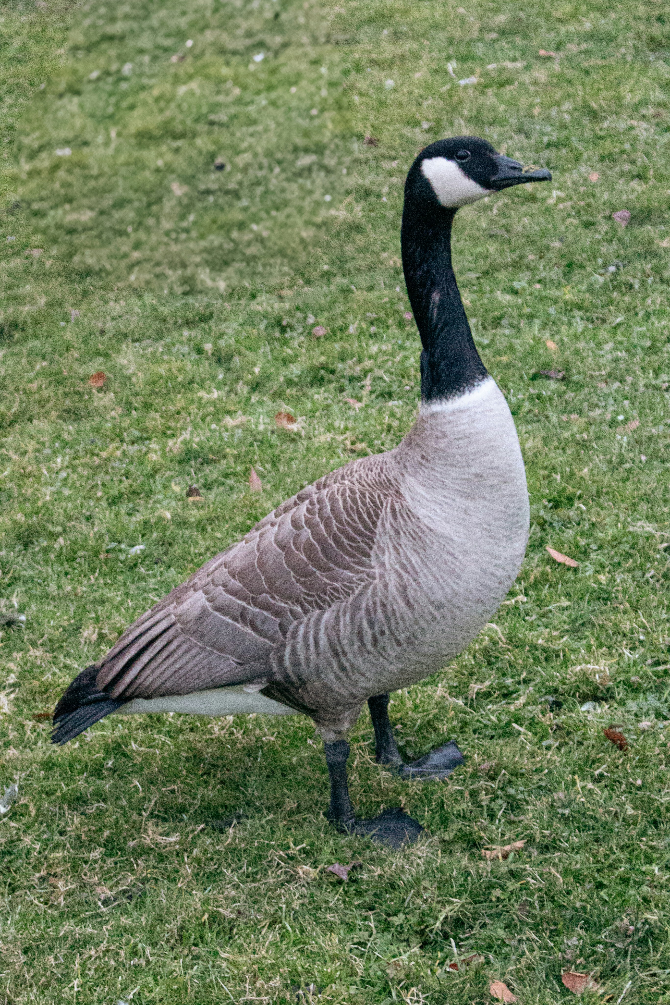 Canada goose standing on grass, showcasing its black neck, white cheek patch, and brownish-gray plumage.