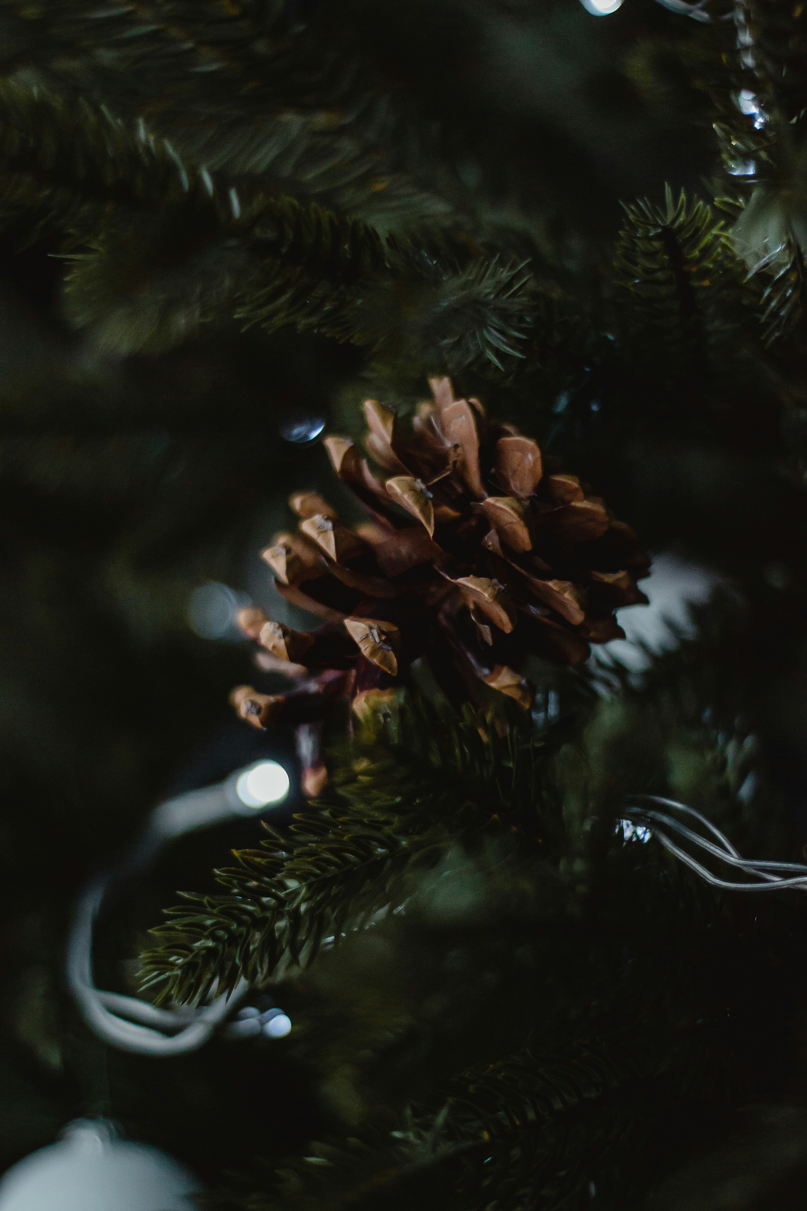 Pomme de pin sur un arbre de Noël avec des lumières. photo – Image ...