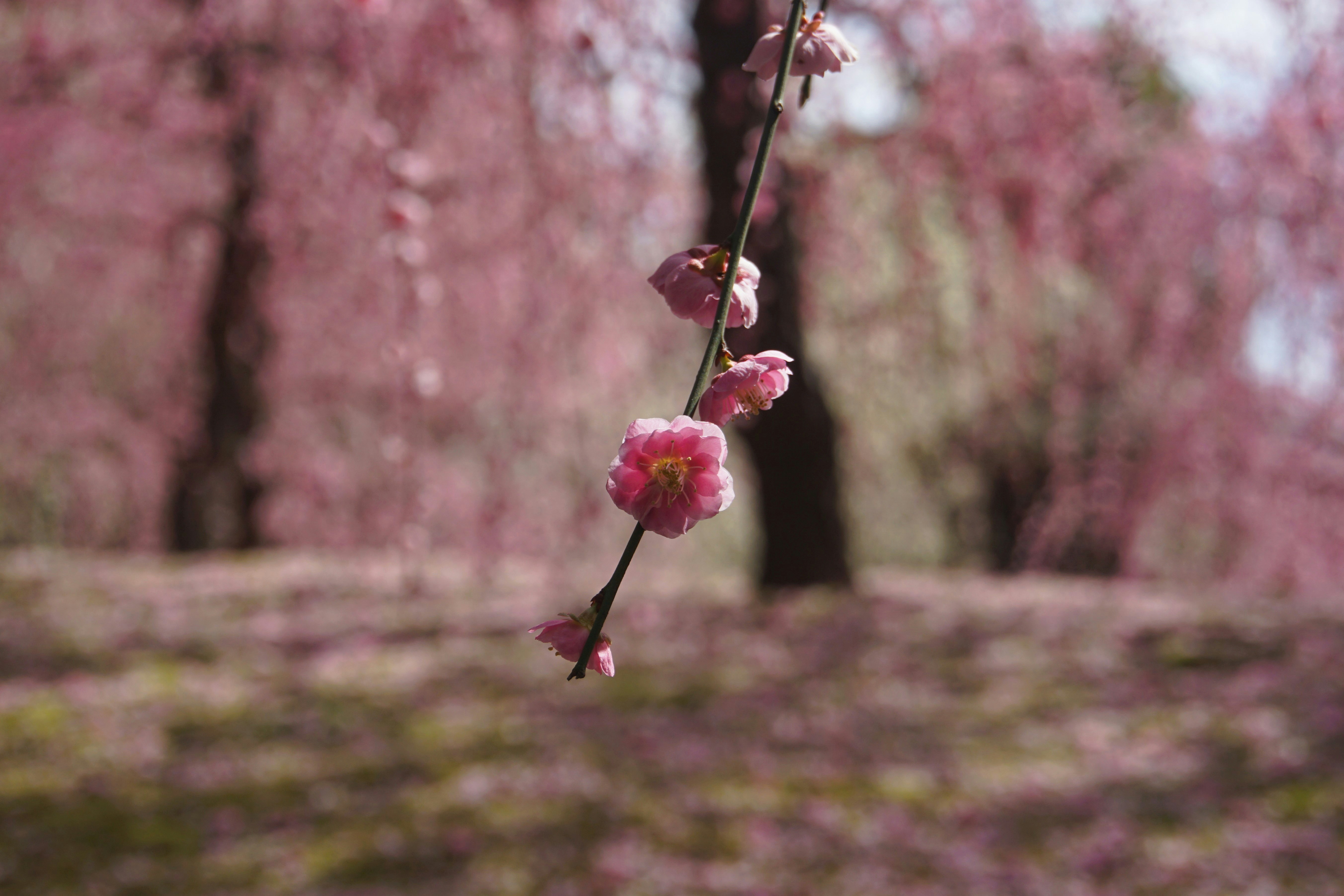 Delicate pink blossoms on a branch with a blurred pink and green background.