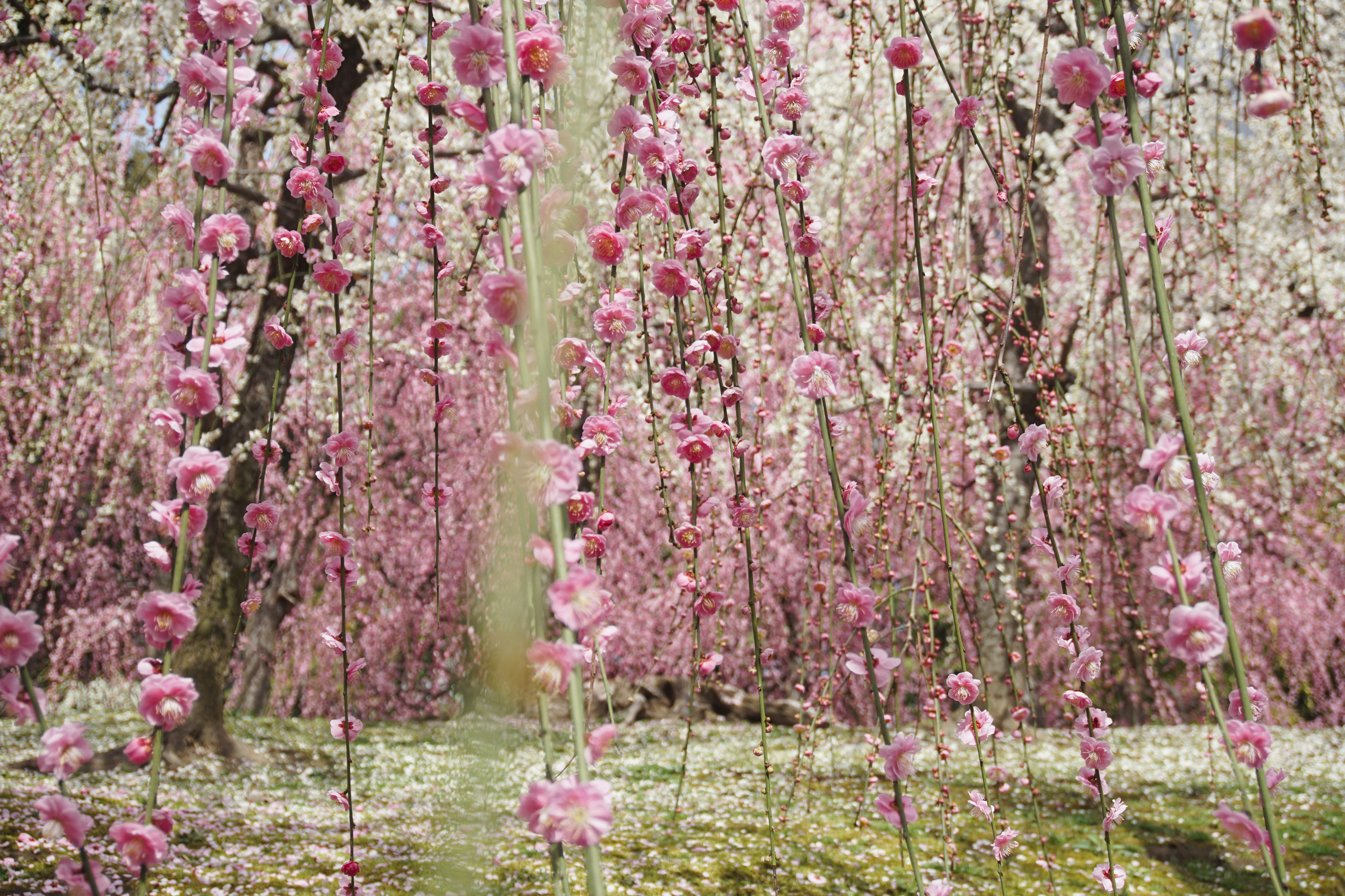 Whispering Blossoms in a Spring Symphony