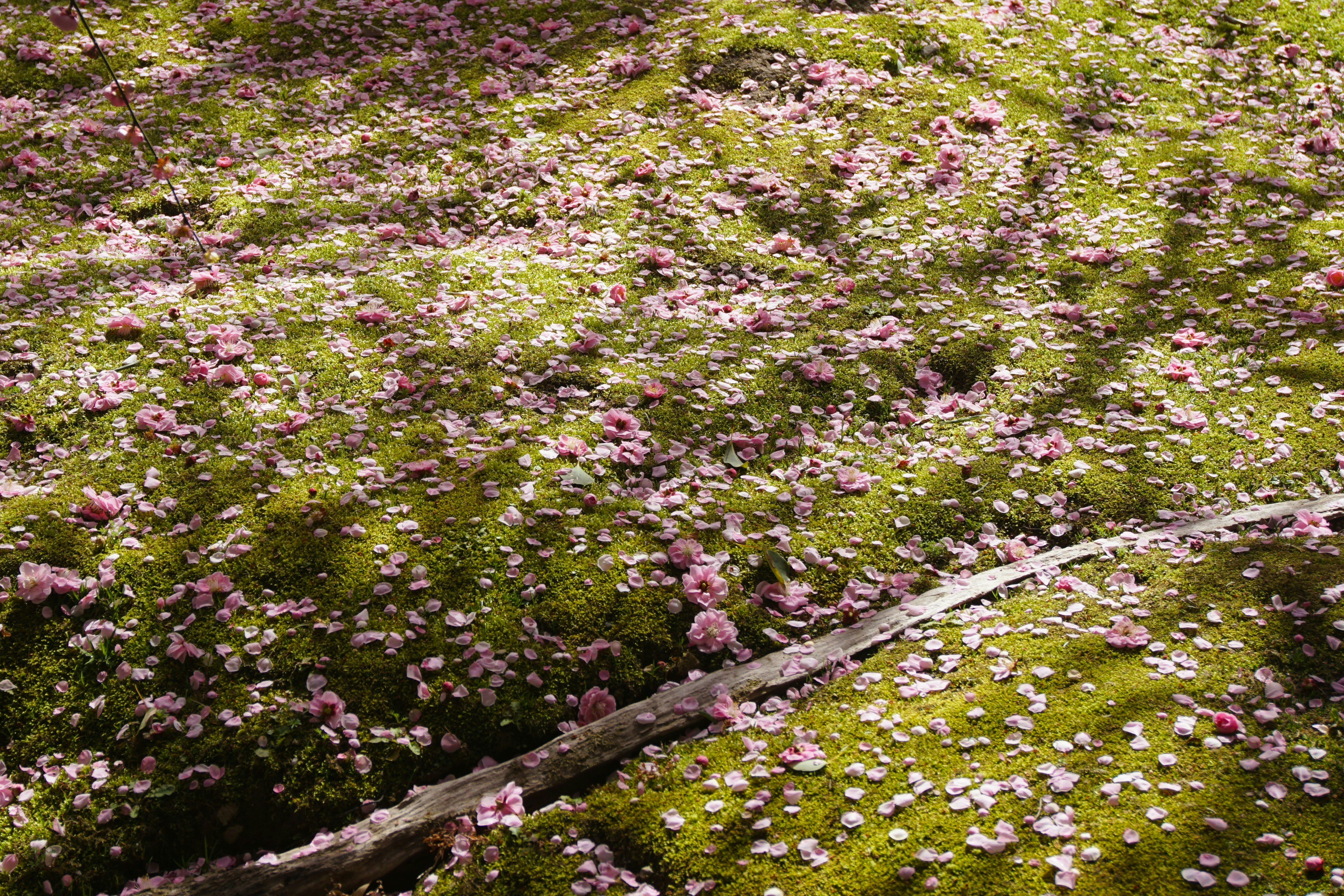 Pink petals scattered across vibrant green moss in dappled sunlight.