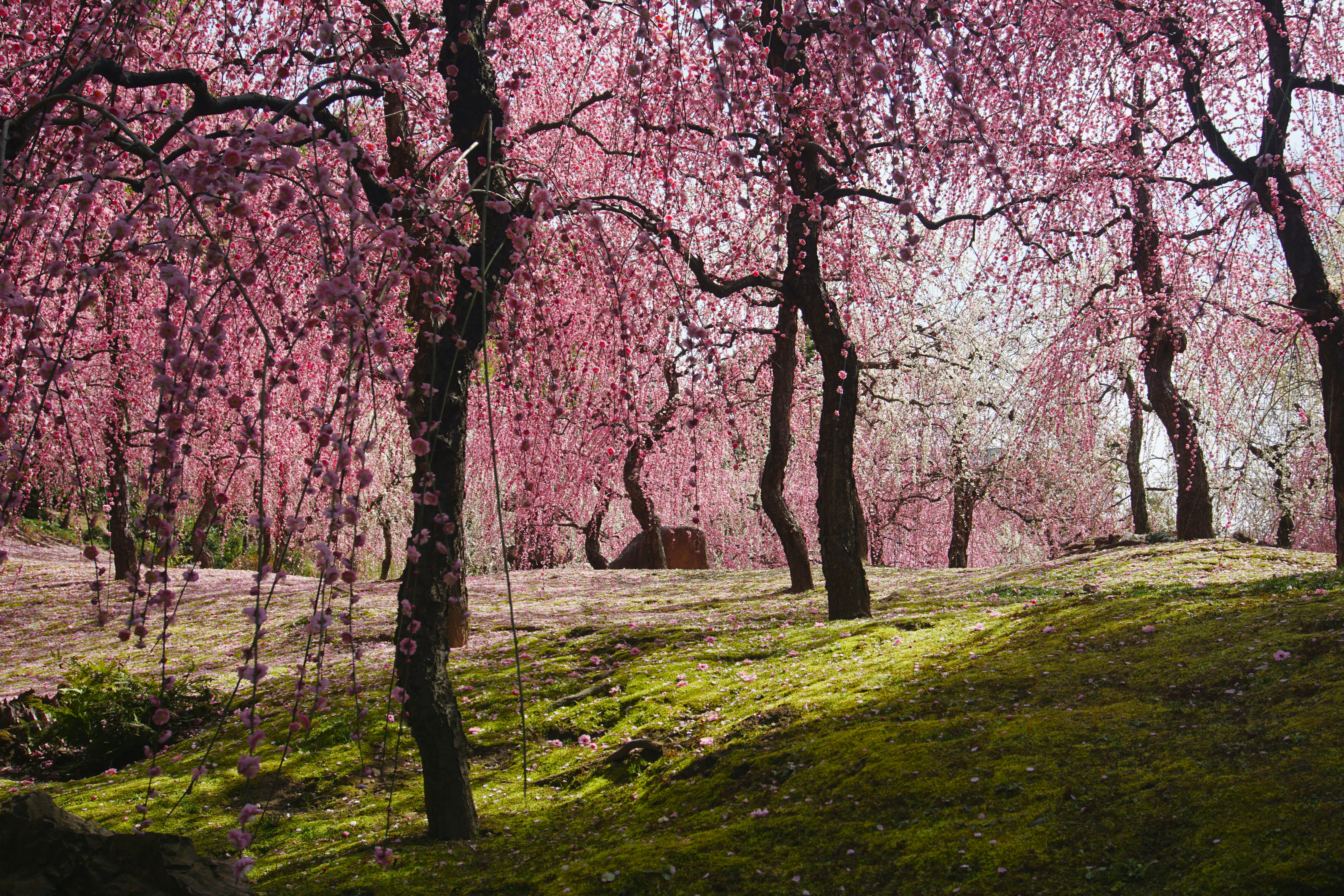 Weeping cherry trees with vibrant pink blossoms create a serene garden canopy over lush green moss.