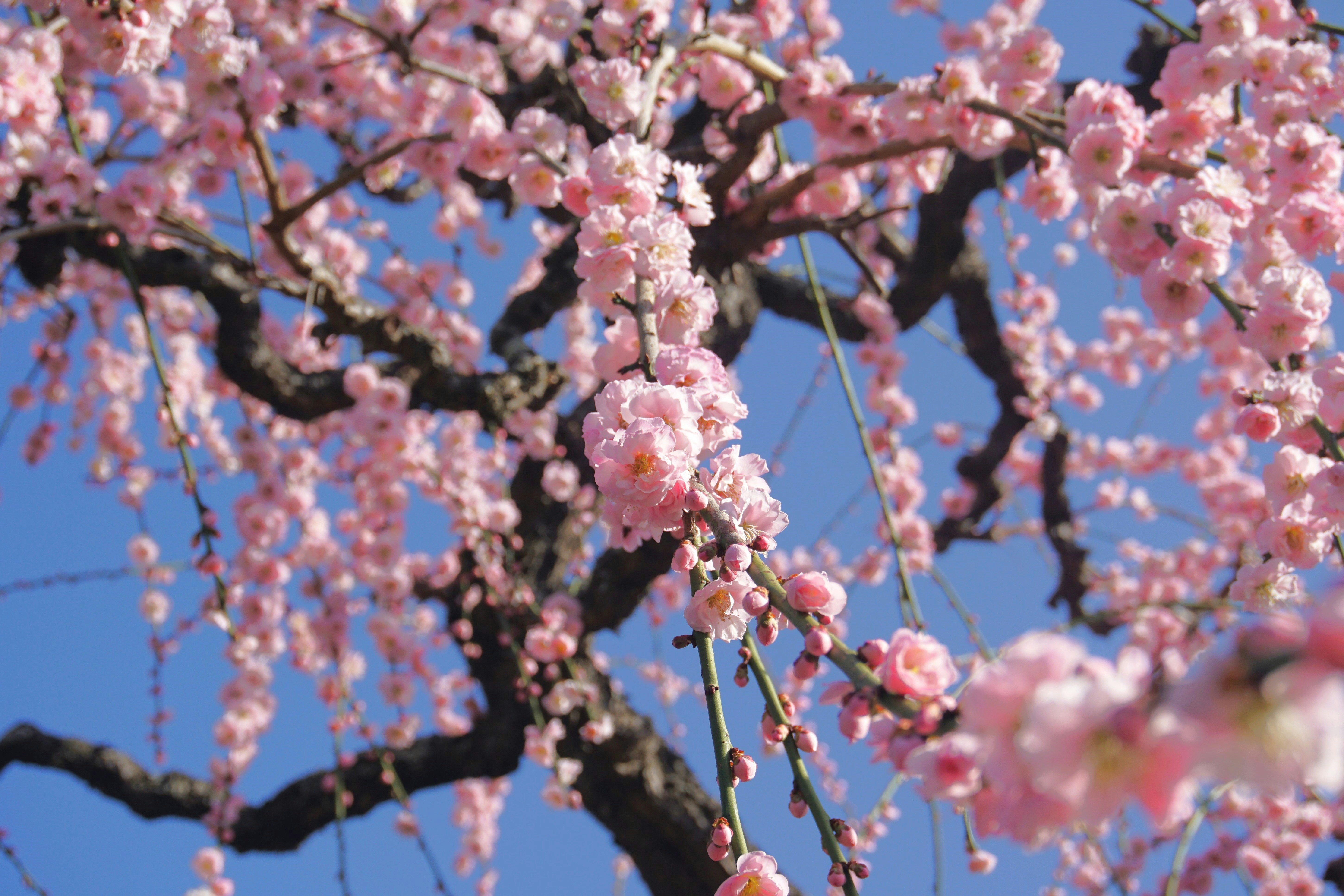 Delicate pink blossoms cascade from tree branches against a clear blue sky.