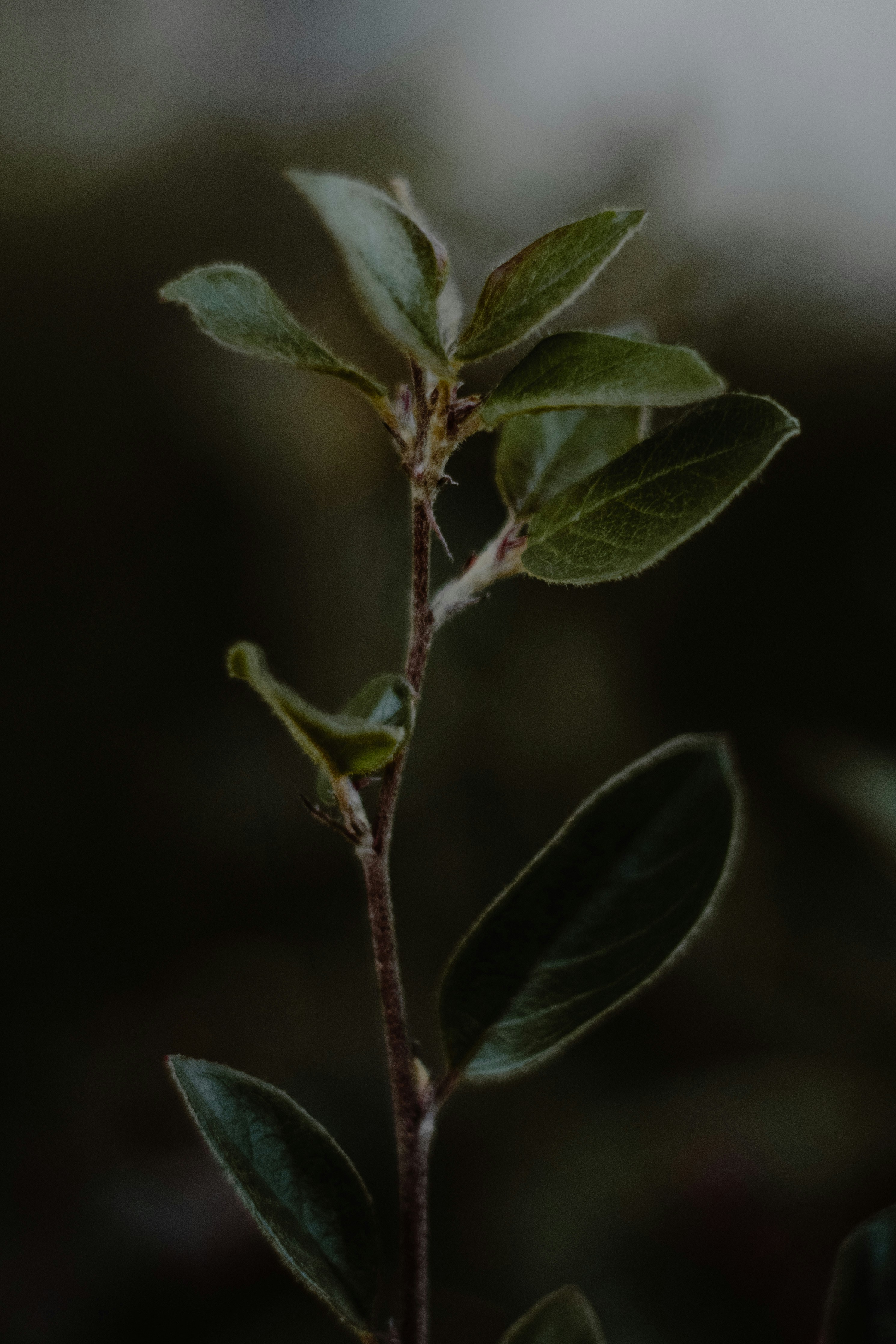 A single sprig of green leaves is visible. photo – Free Flower Image on ...