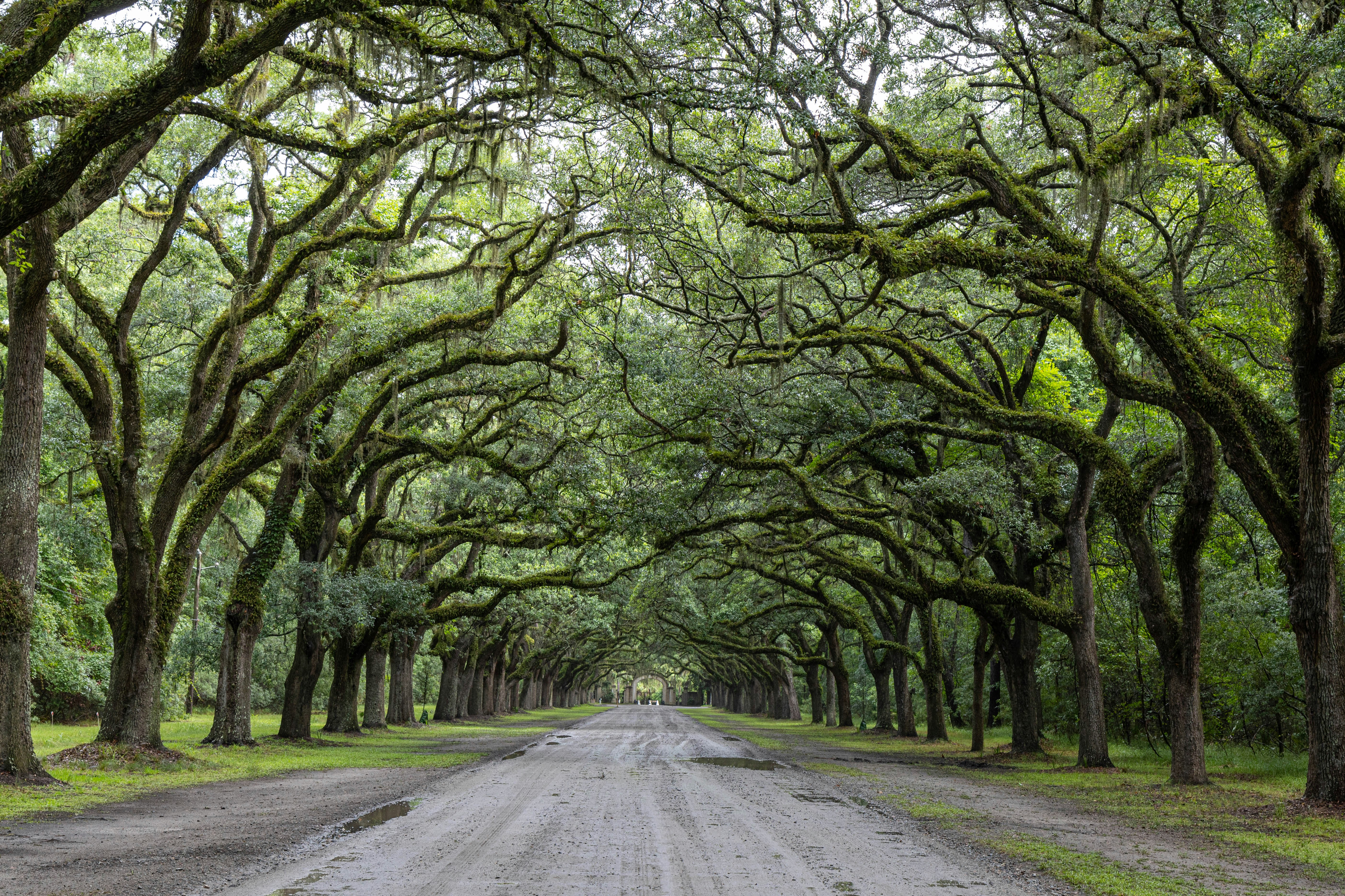 A tree-lined avenue with arching branches draped in Spanish moss at Wormsloe State Historic Site.