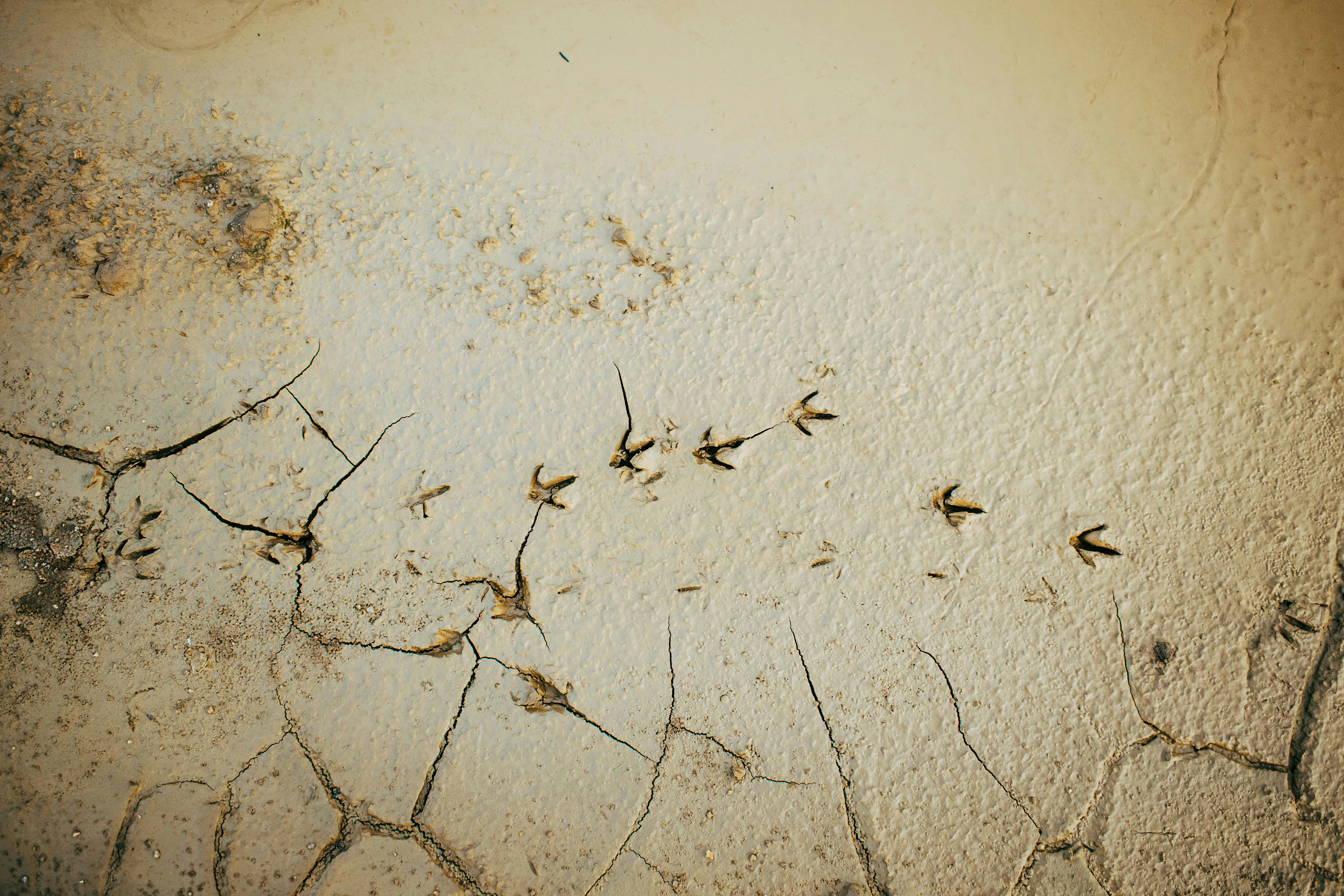 Trail Across a Parched Mosaic: Tiny Tracks on Cracked Earth
