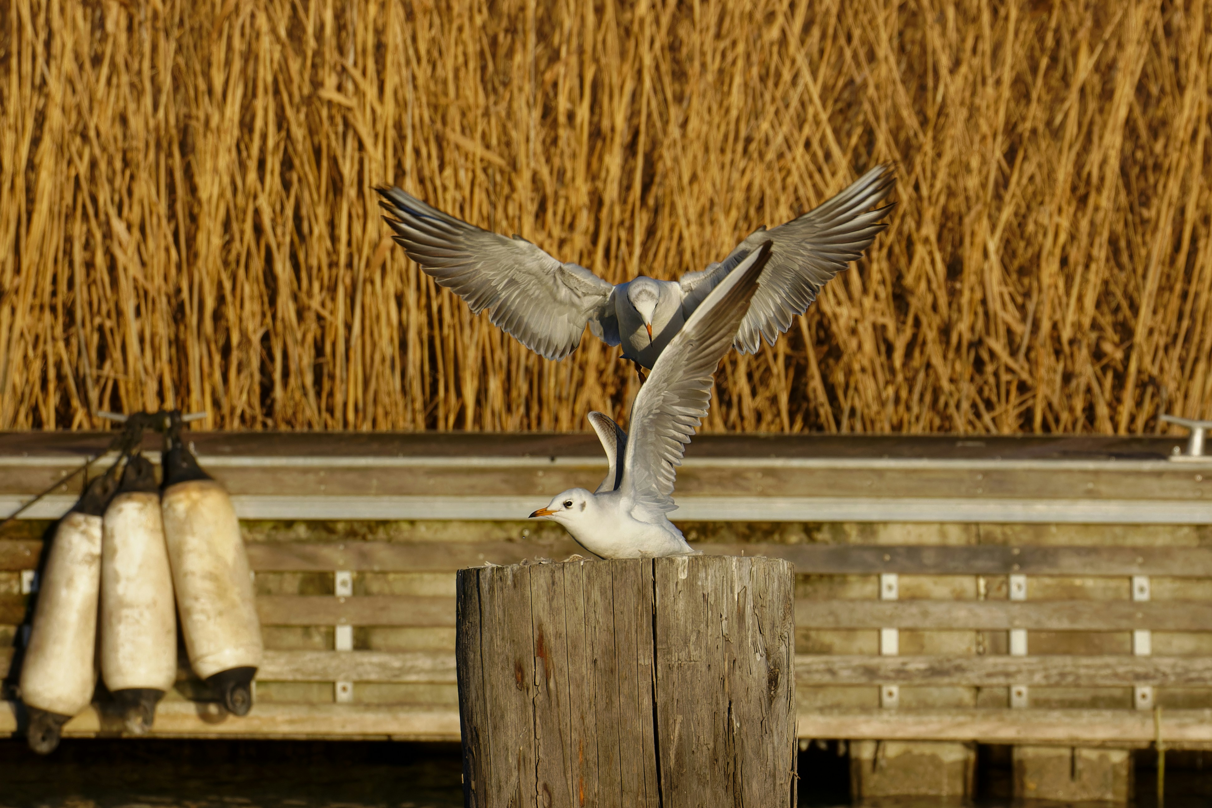 Seagull Symphony by the Dock