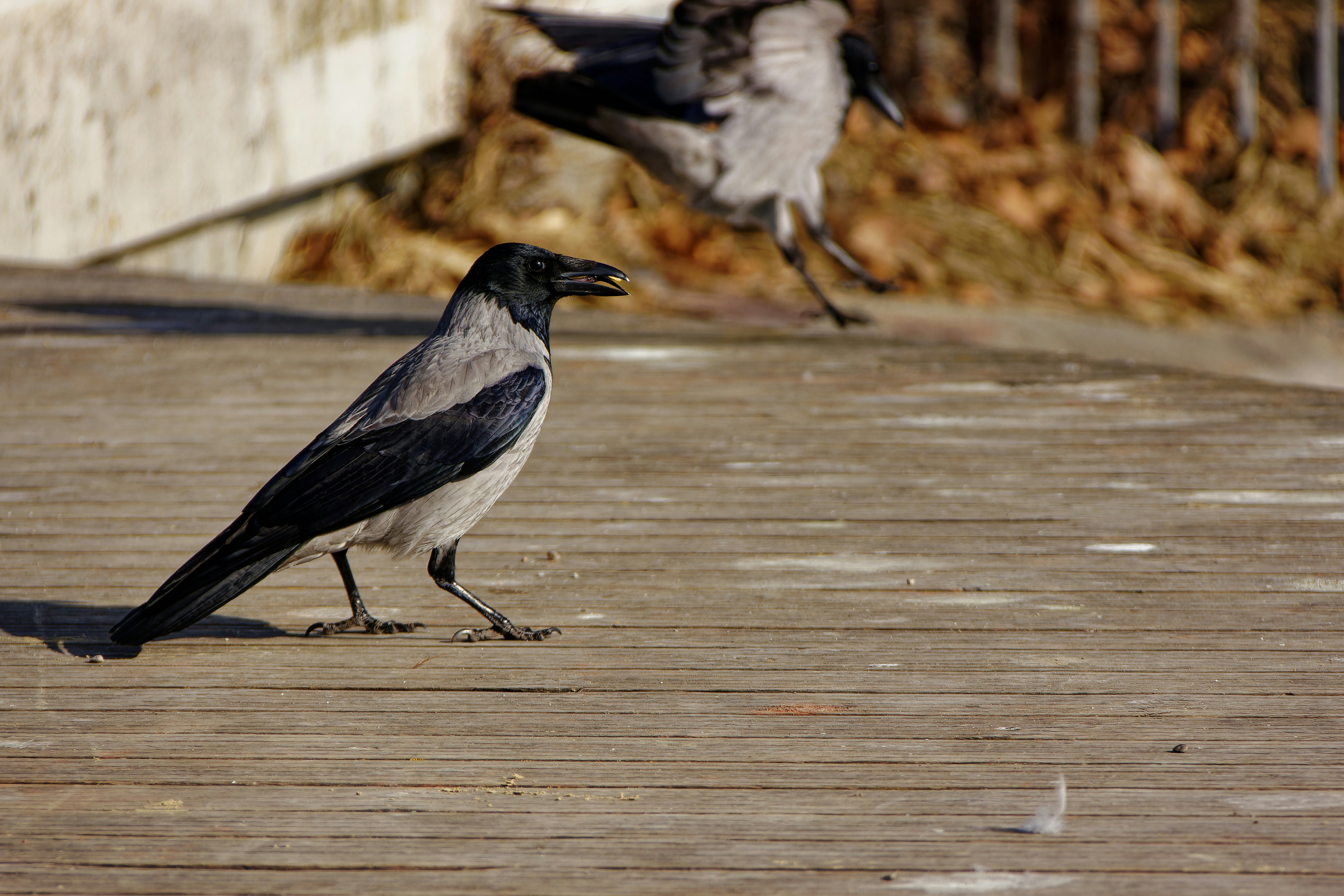 Photo by Timi Gaier with Canon EOS 650D