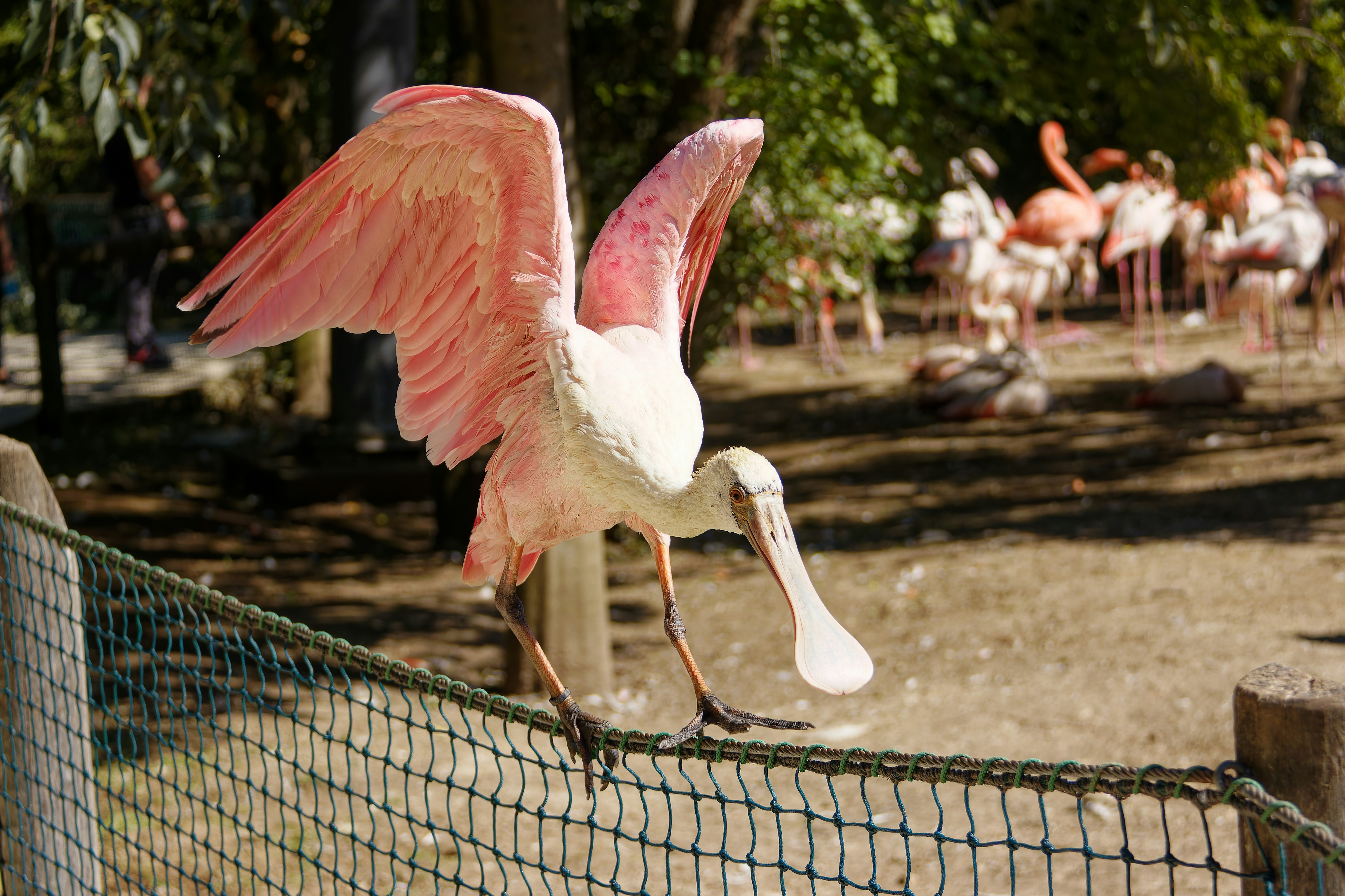 Pink Pink Flamingo in a Shady Zoo Exhibit with Onlookers