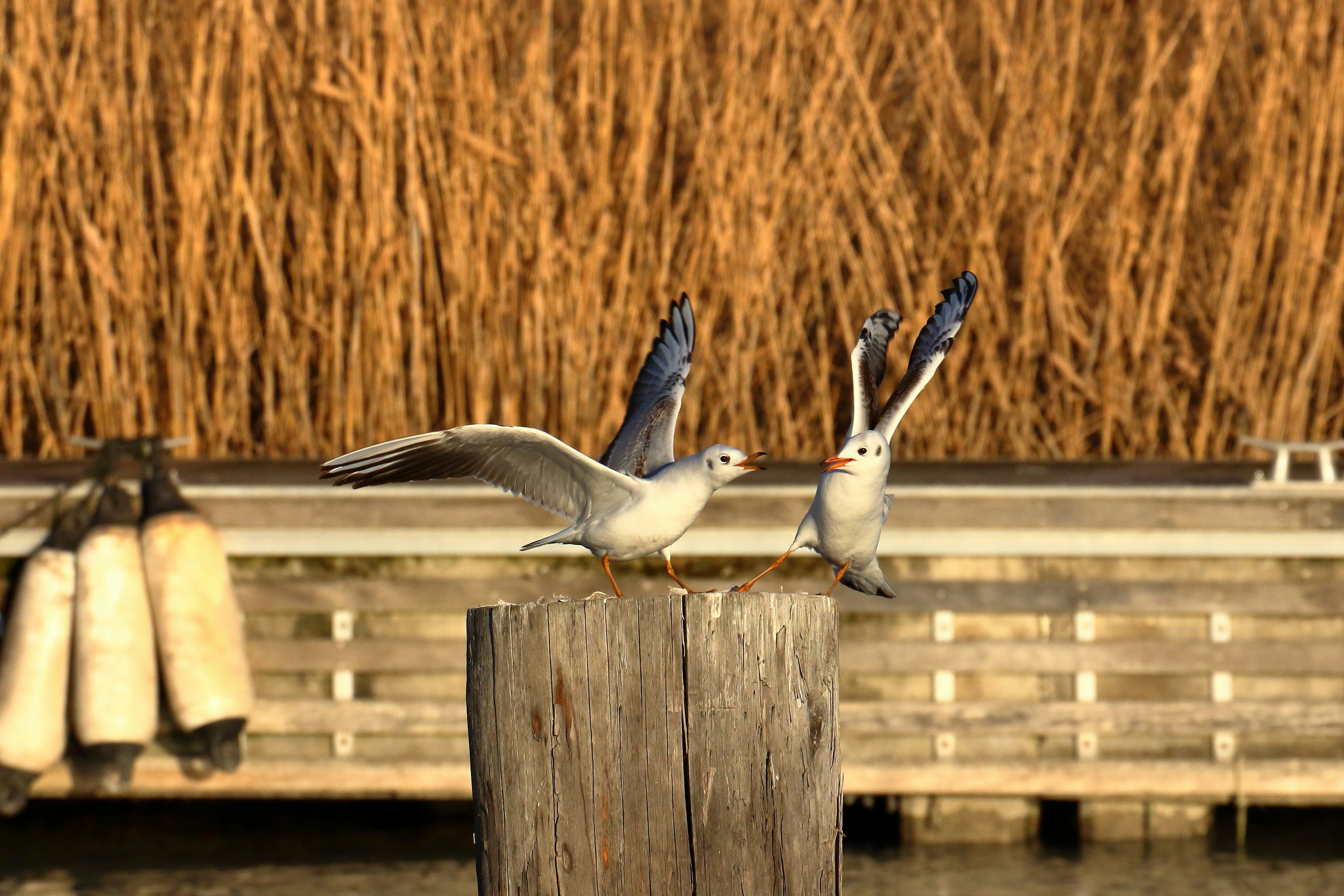 Sunlit Duo: Gulls Perched on a Weathered Pier Post