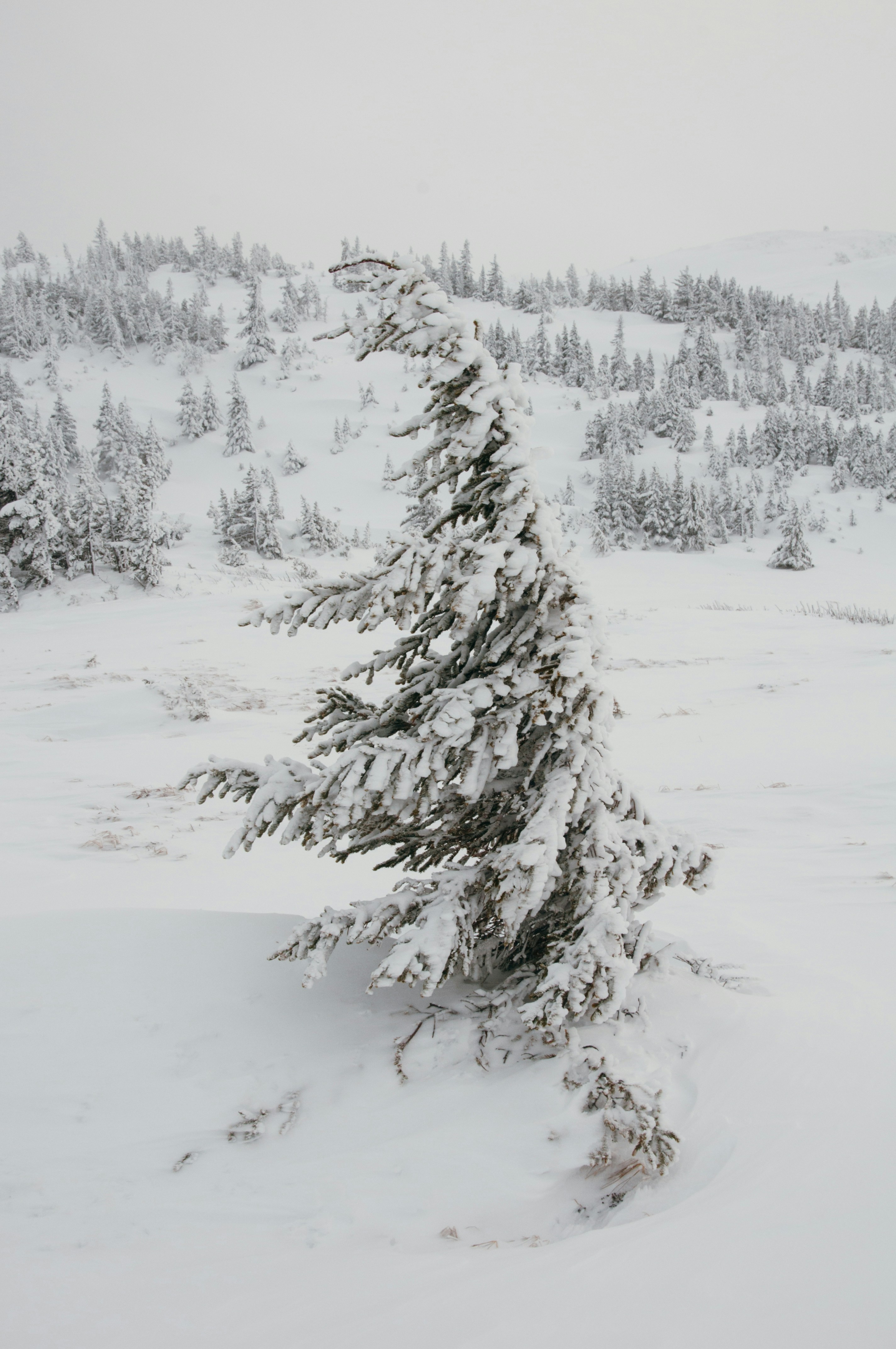 Windward Contortion: A solitary snow-clad pine in a windswept valley.