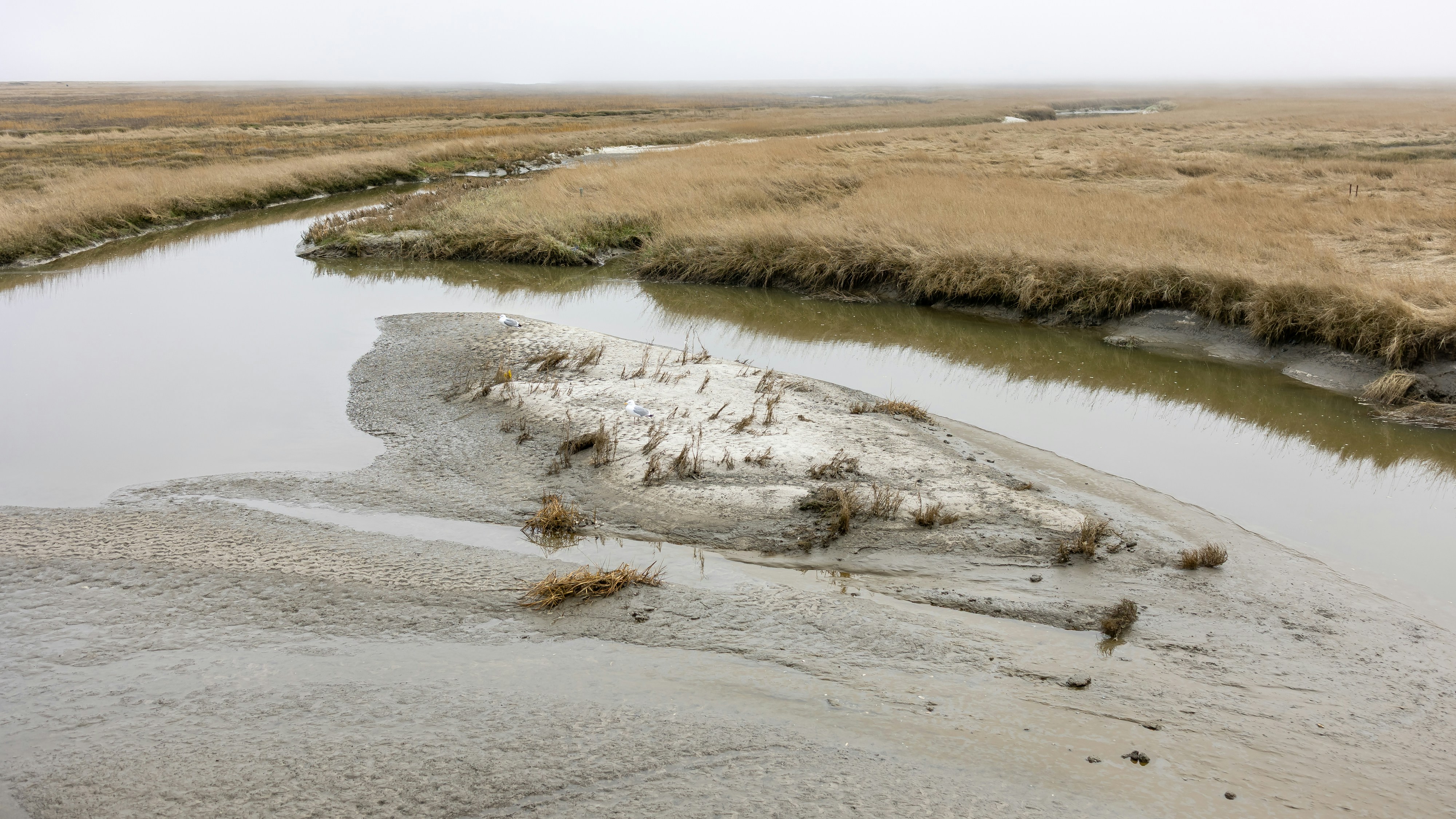 Serene Marshland Meander