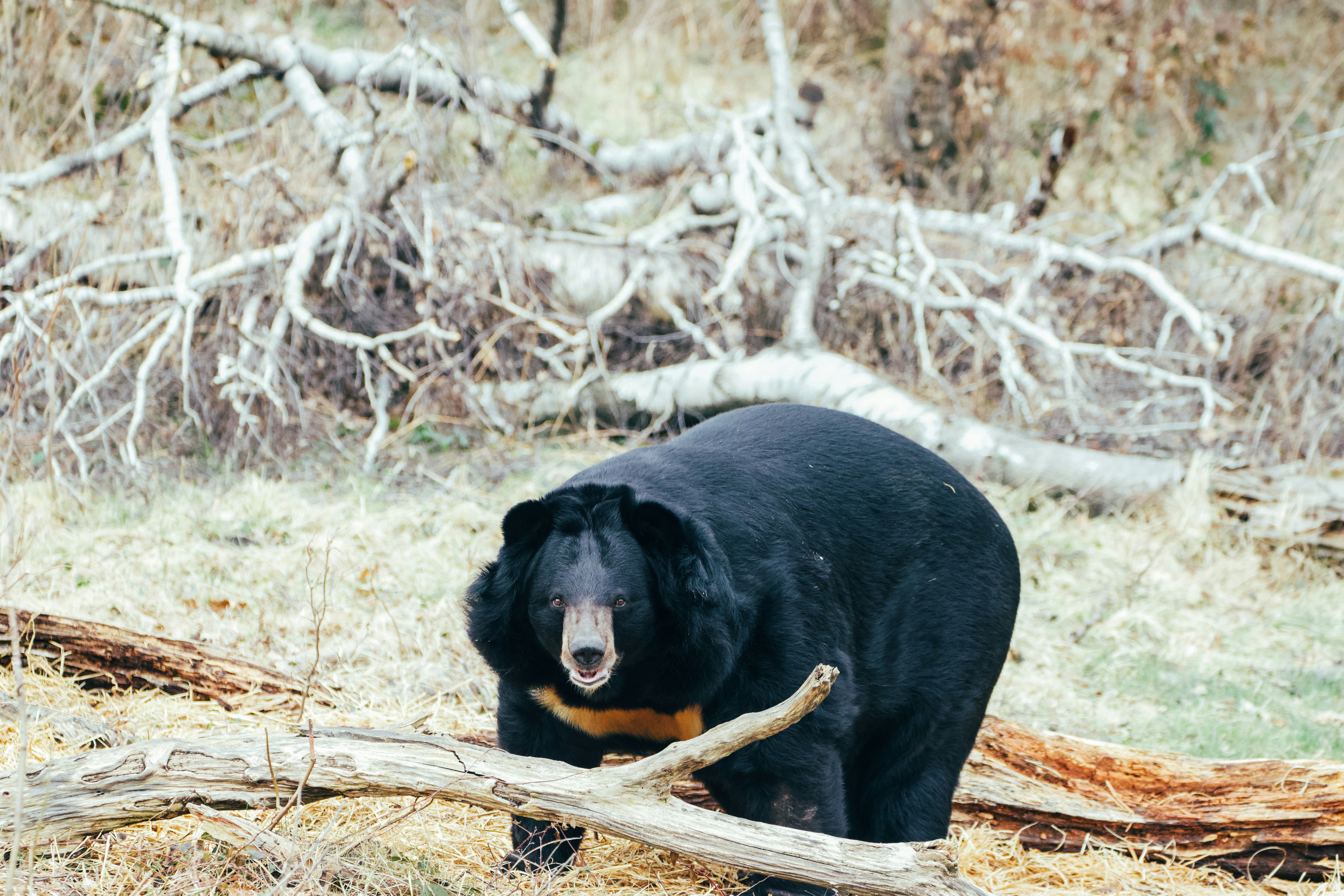 Black Bear Loitering Through Fallen Logs in a Sunlit Clearing