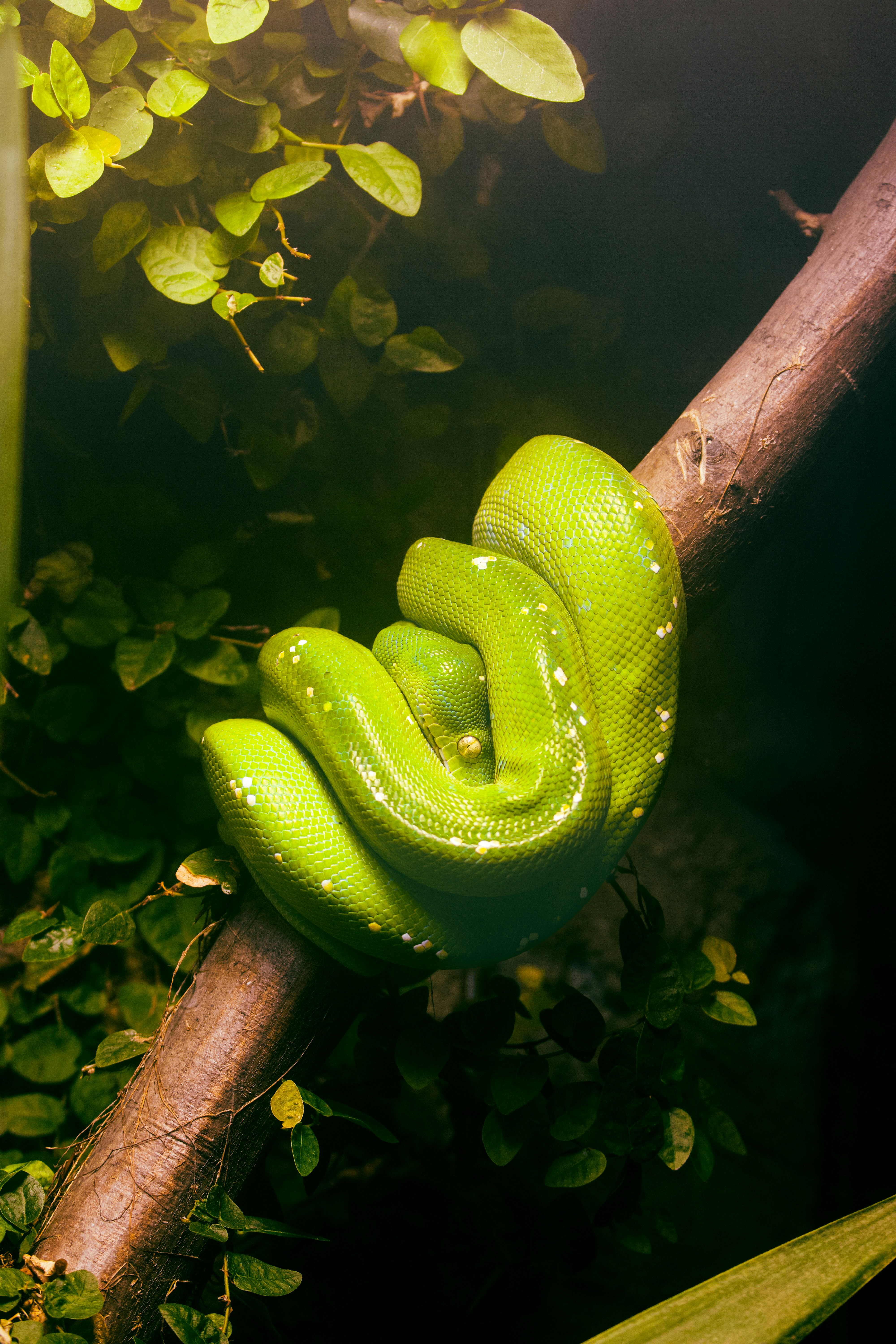 A green snake is coiled on a branch. photo – Free Animal Image on Unsplash