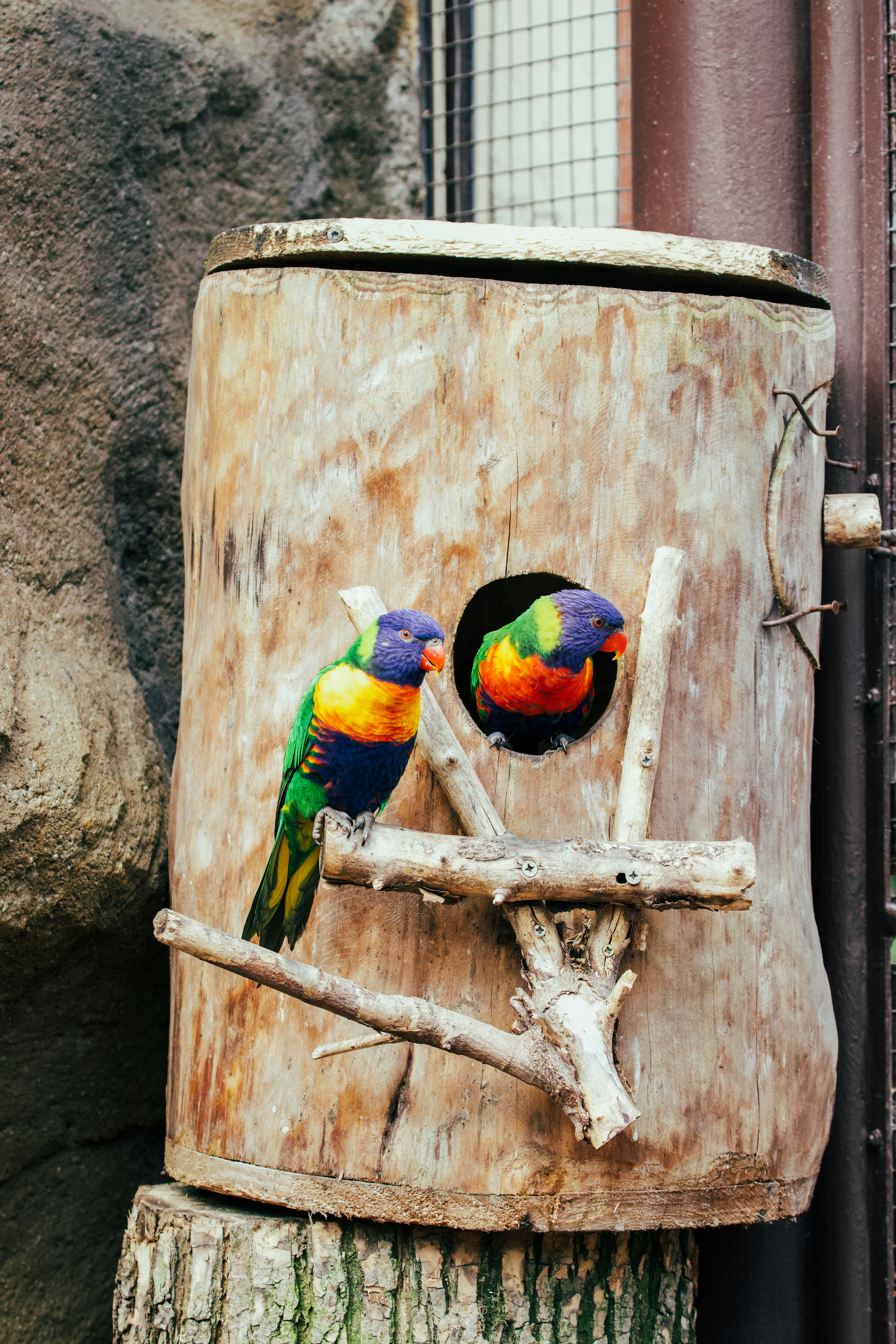 Rainbow Lorikeets Perch at a Weathered Log Birdhouse