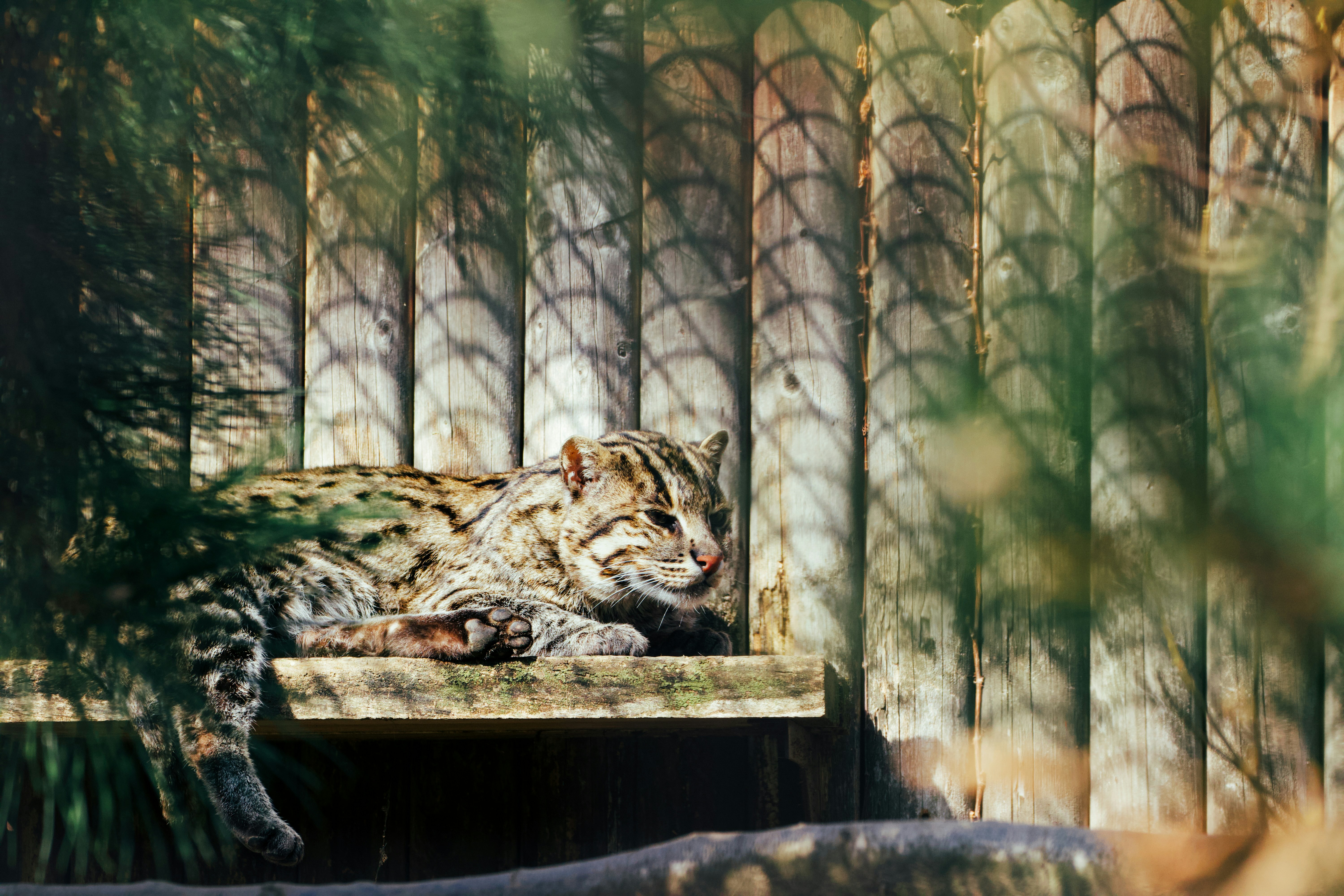 Amber-Eyed Shelter Cat on a Weathered Bench Behind Slats