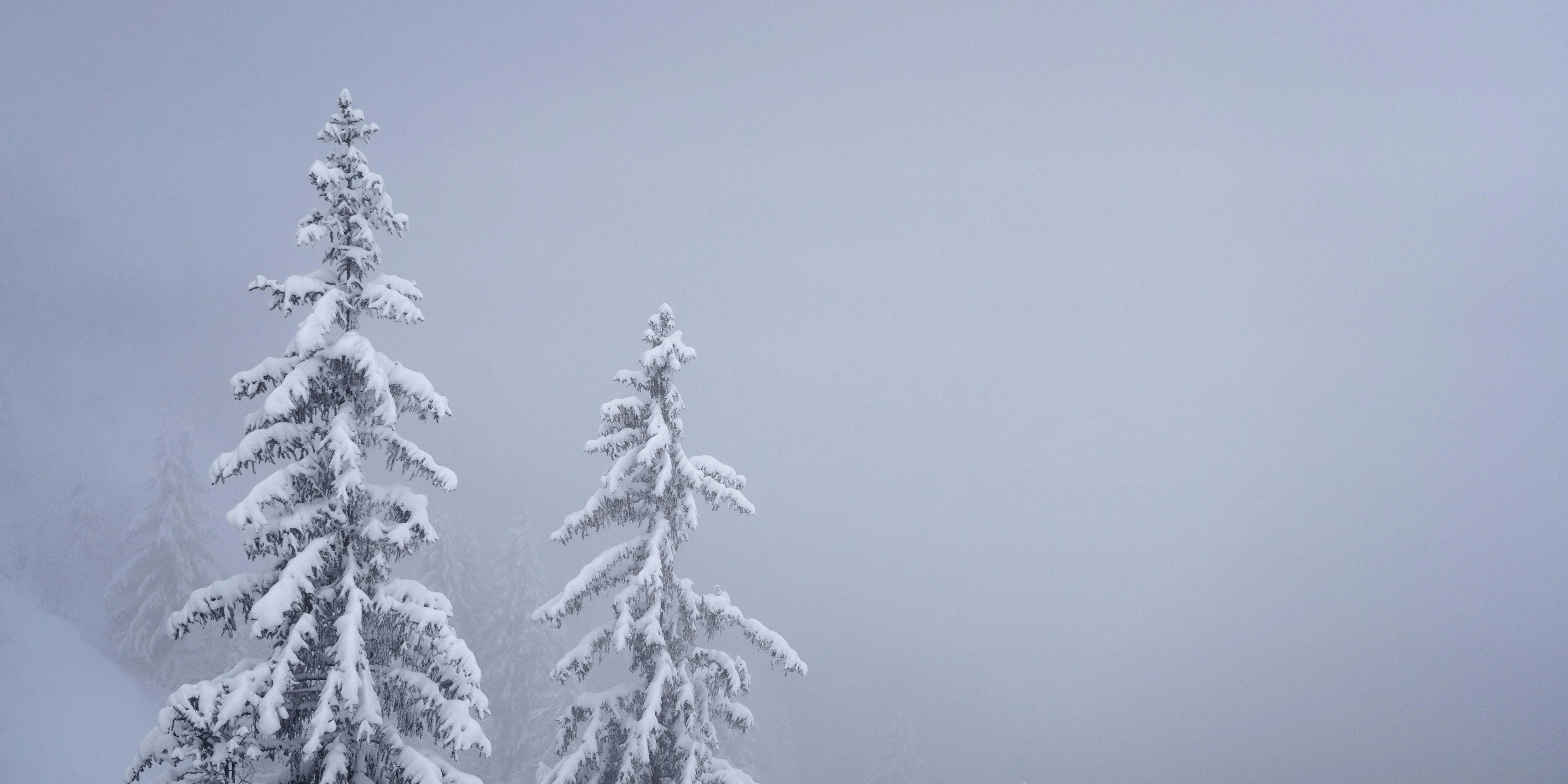 Snow-covered trees against a gray, foggy sky.