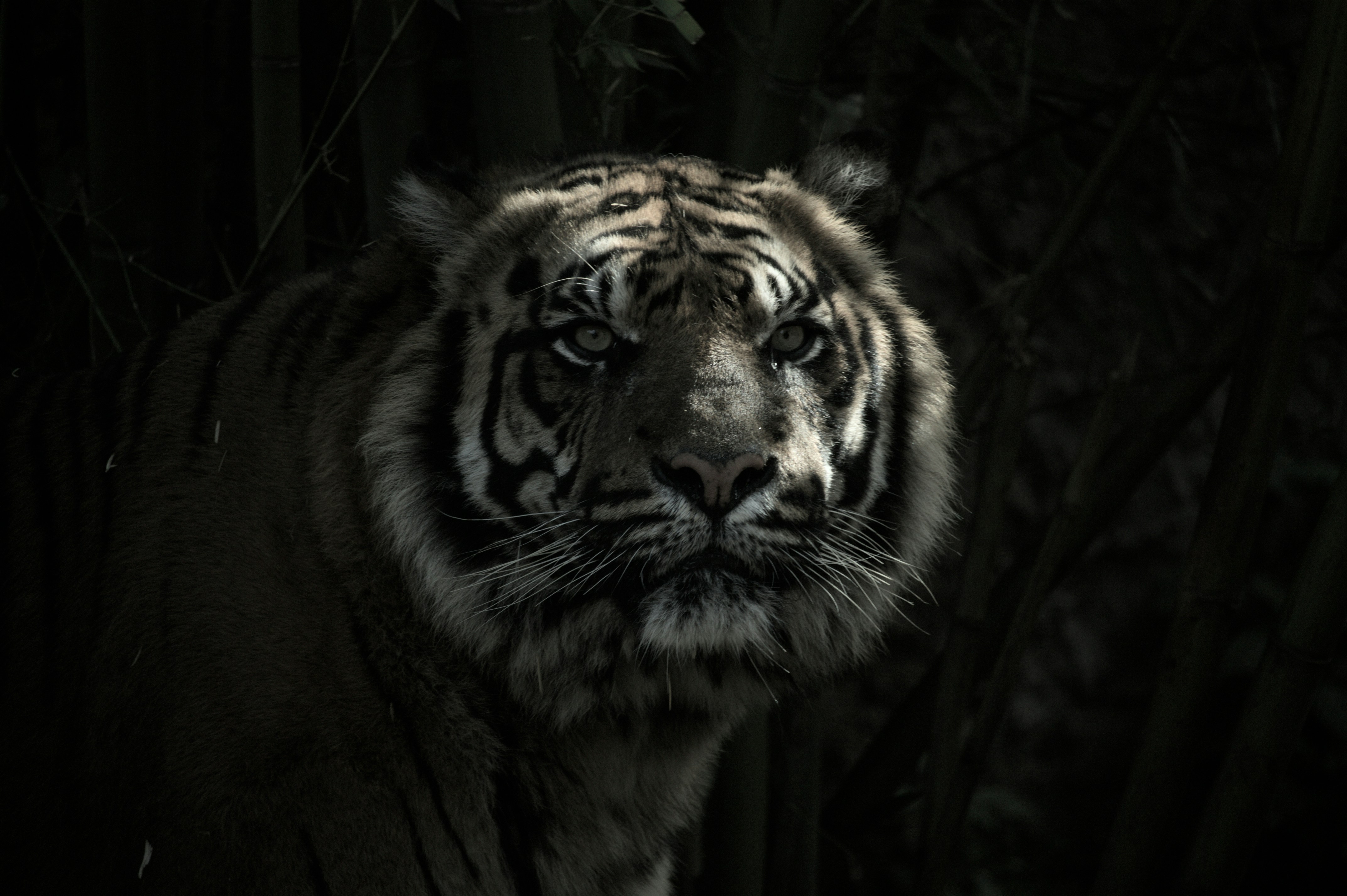 Shadowed Gaze in the Bamboo: Tiger's Intense Close-Up
