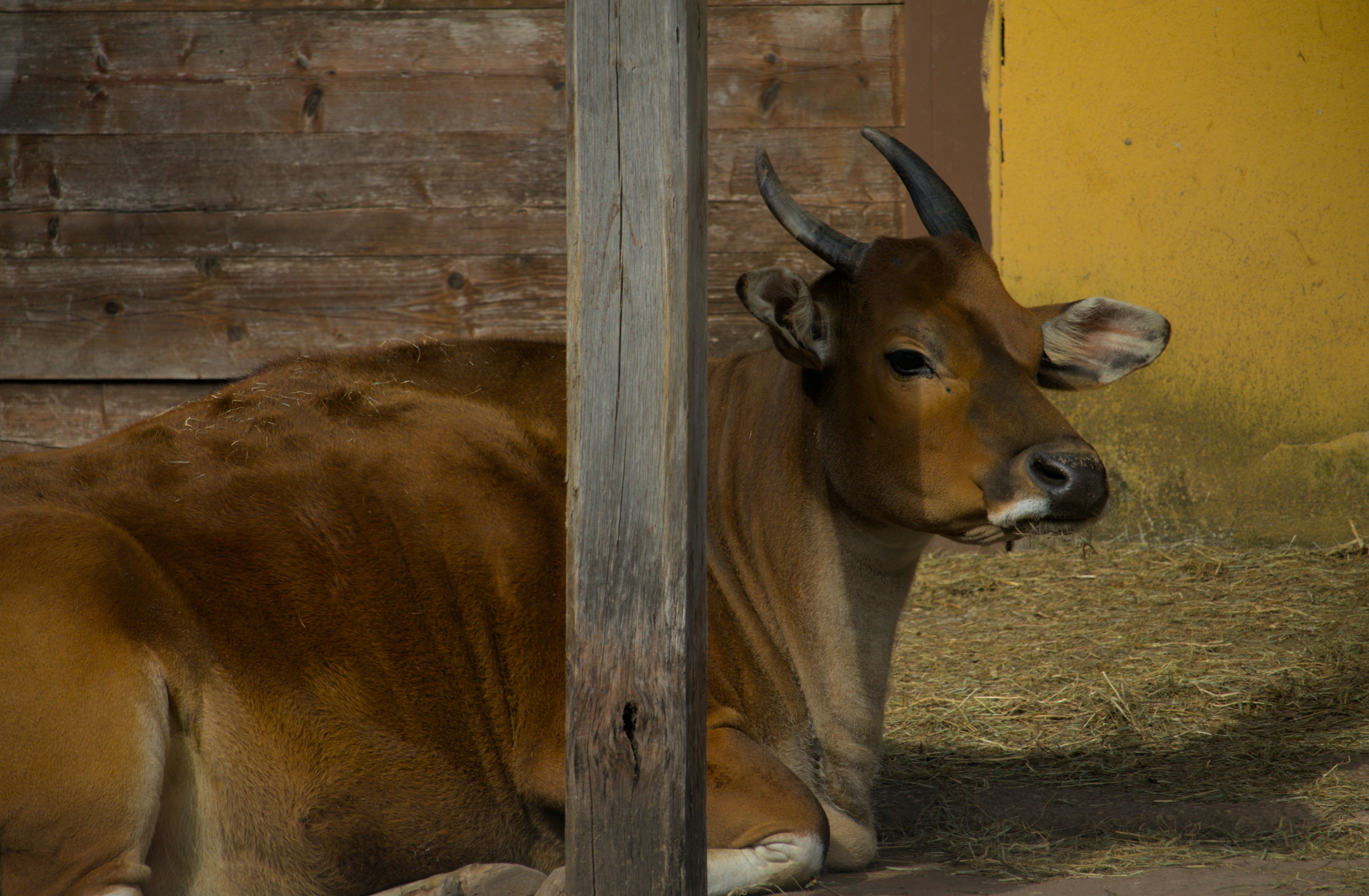 Photo by Alessandro Chitarrini with Canon EOS 1100D