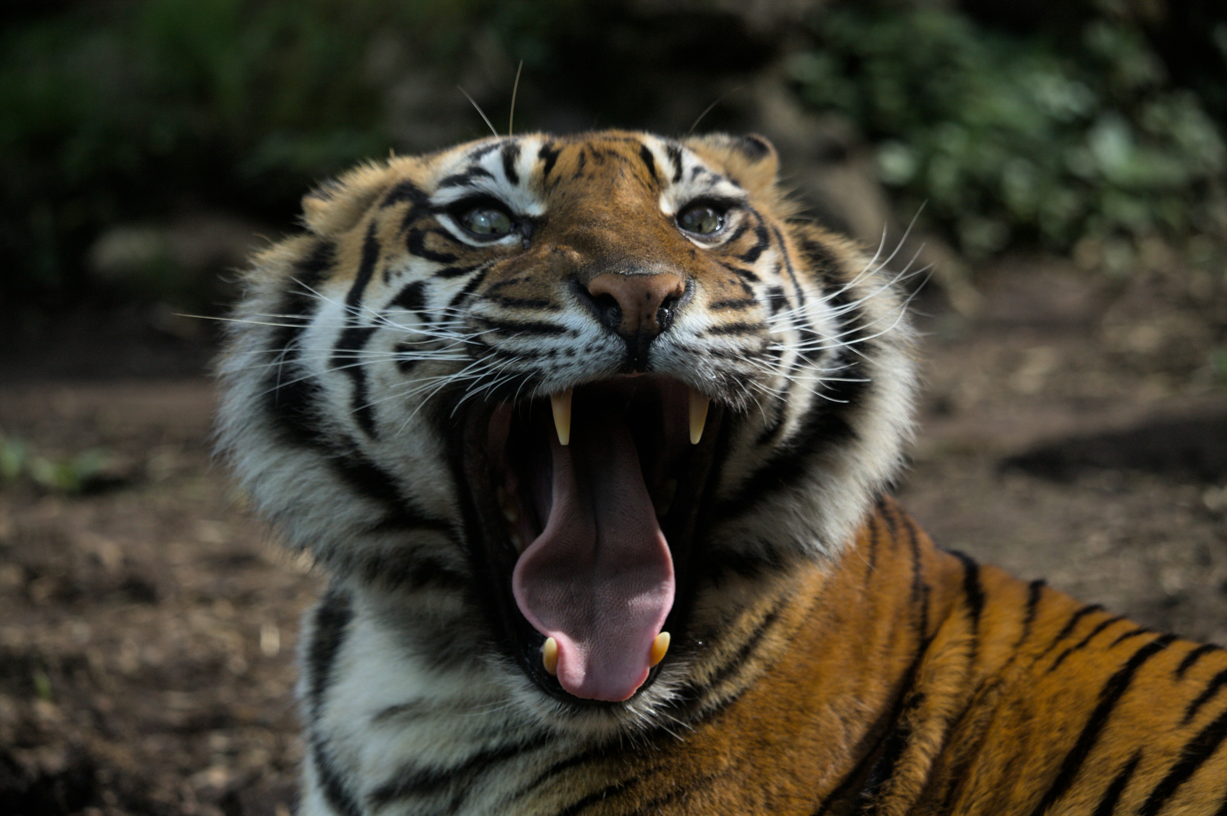 A yawning tiger shows off its impressive teeth. photo – Free Animal ...
