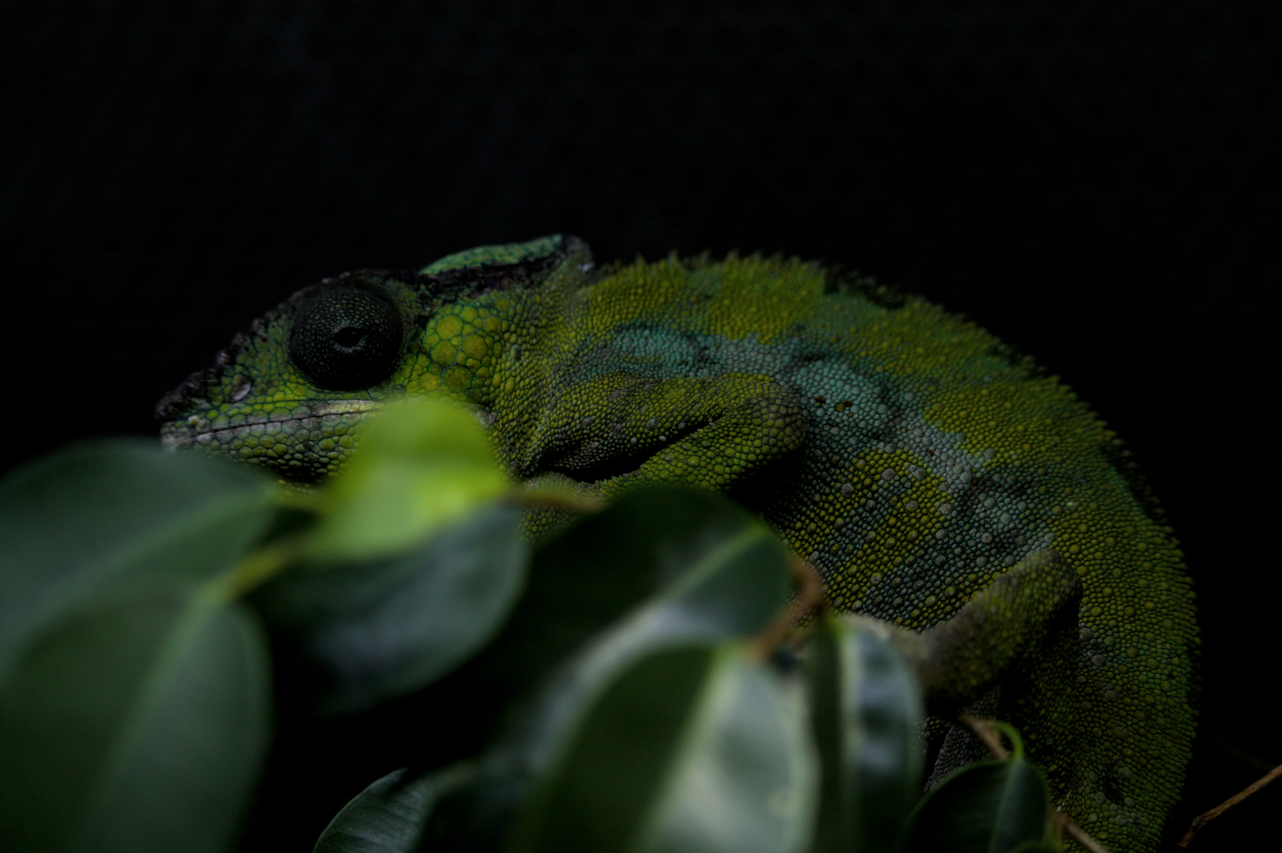 Shadow Scale: a chameleon peering through velvet leaves