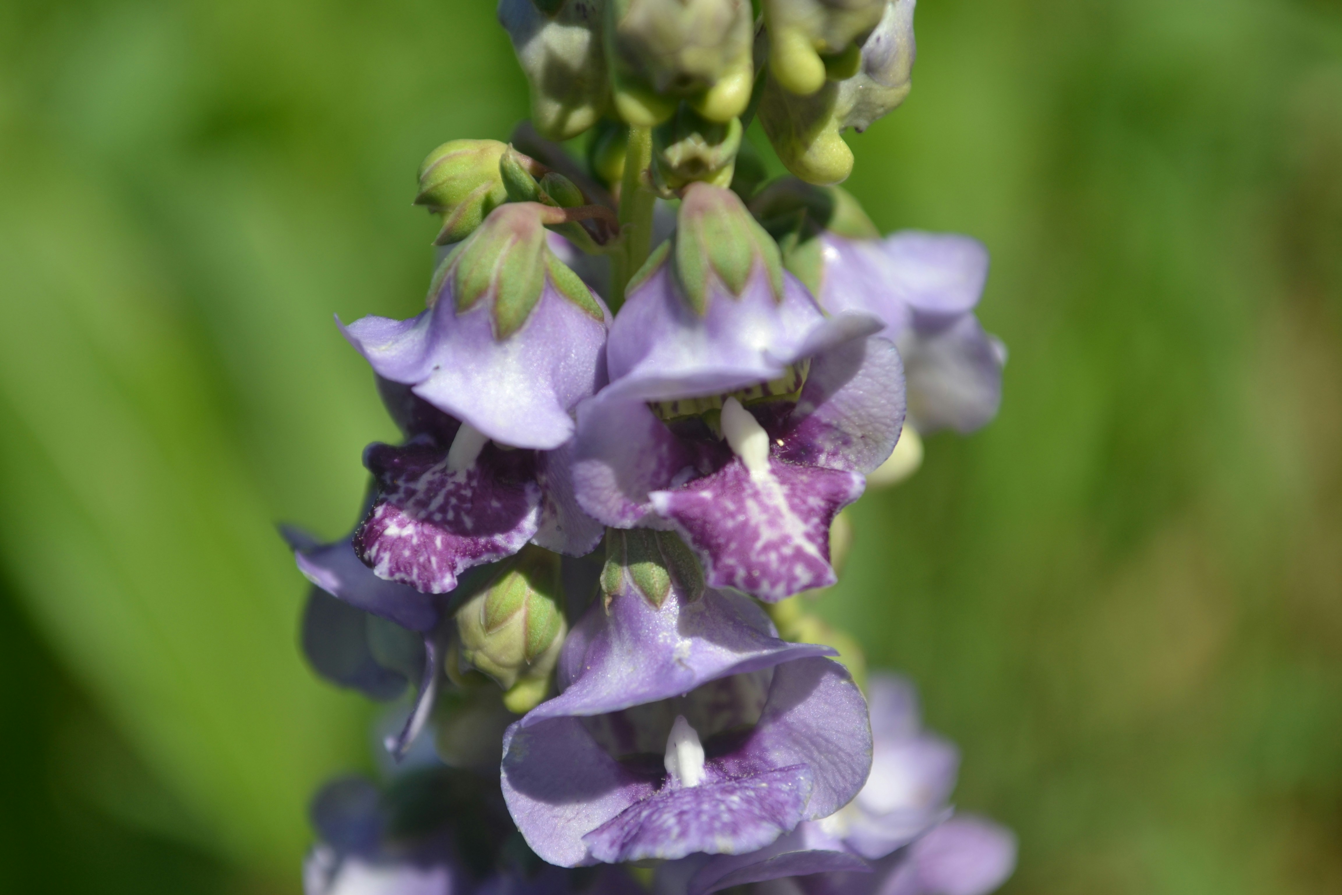 Close-up of delicate purple bell-shaped flowers against a soft green background.