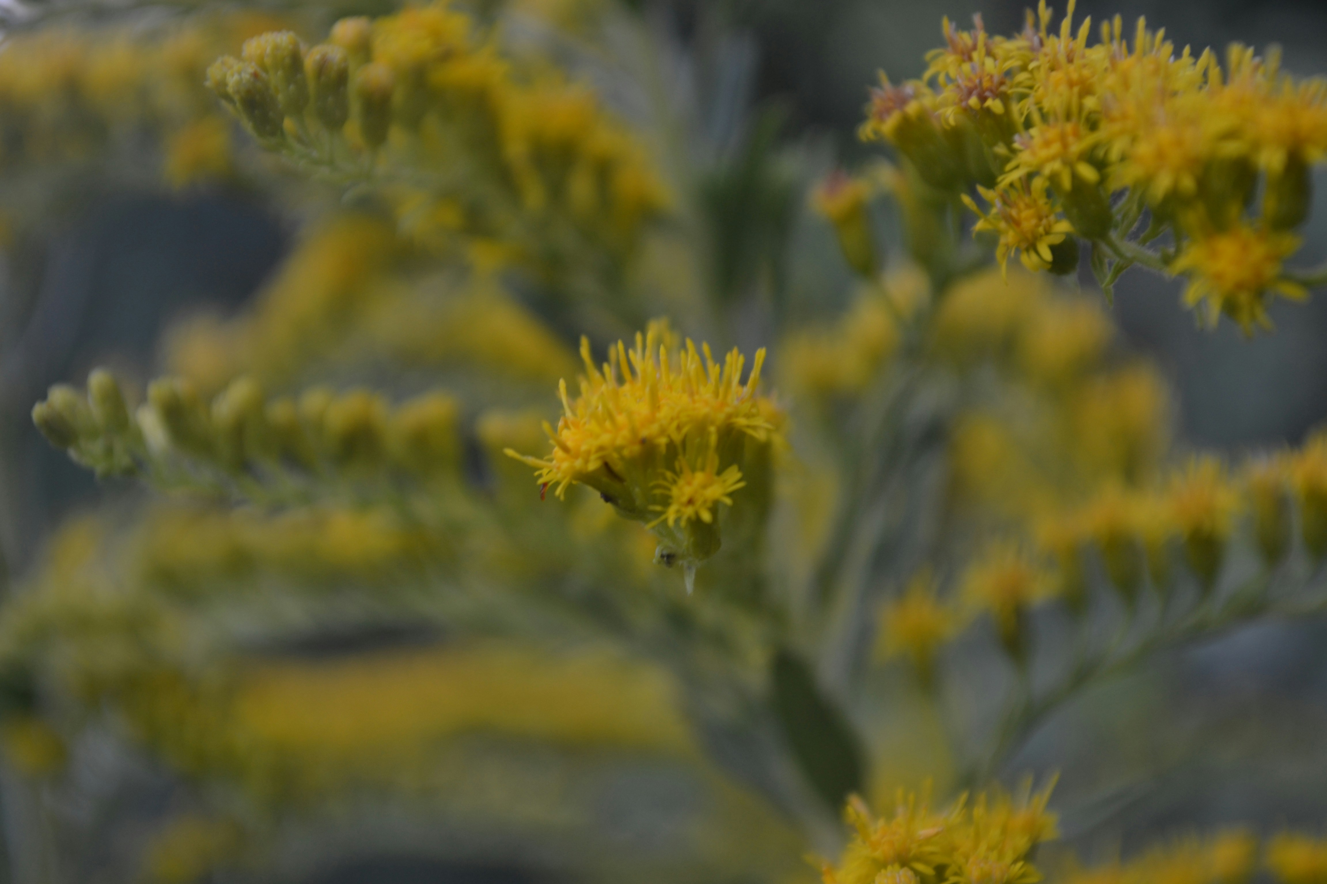 Goldenrod flowers with vibrant yellow petals amidst a soft-focus background.