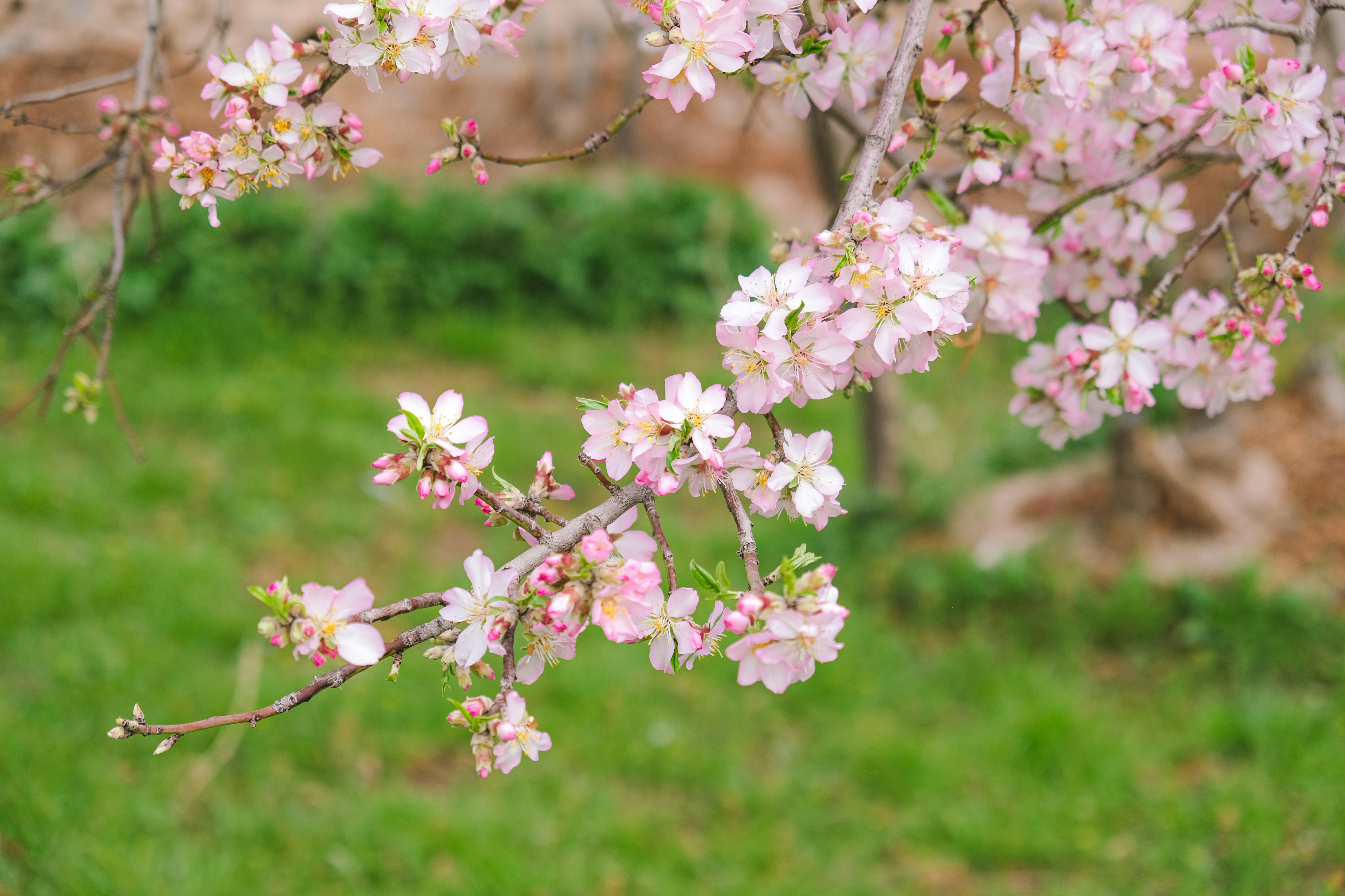 Pink blossoms cluster on a delicate tree branch against a blurred green background.