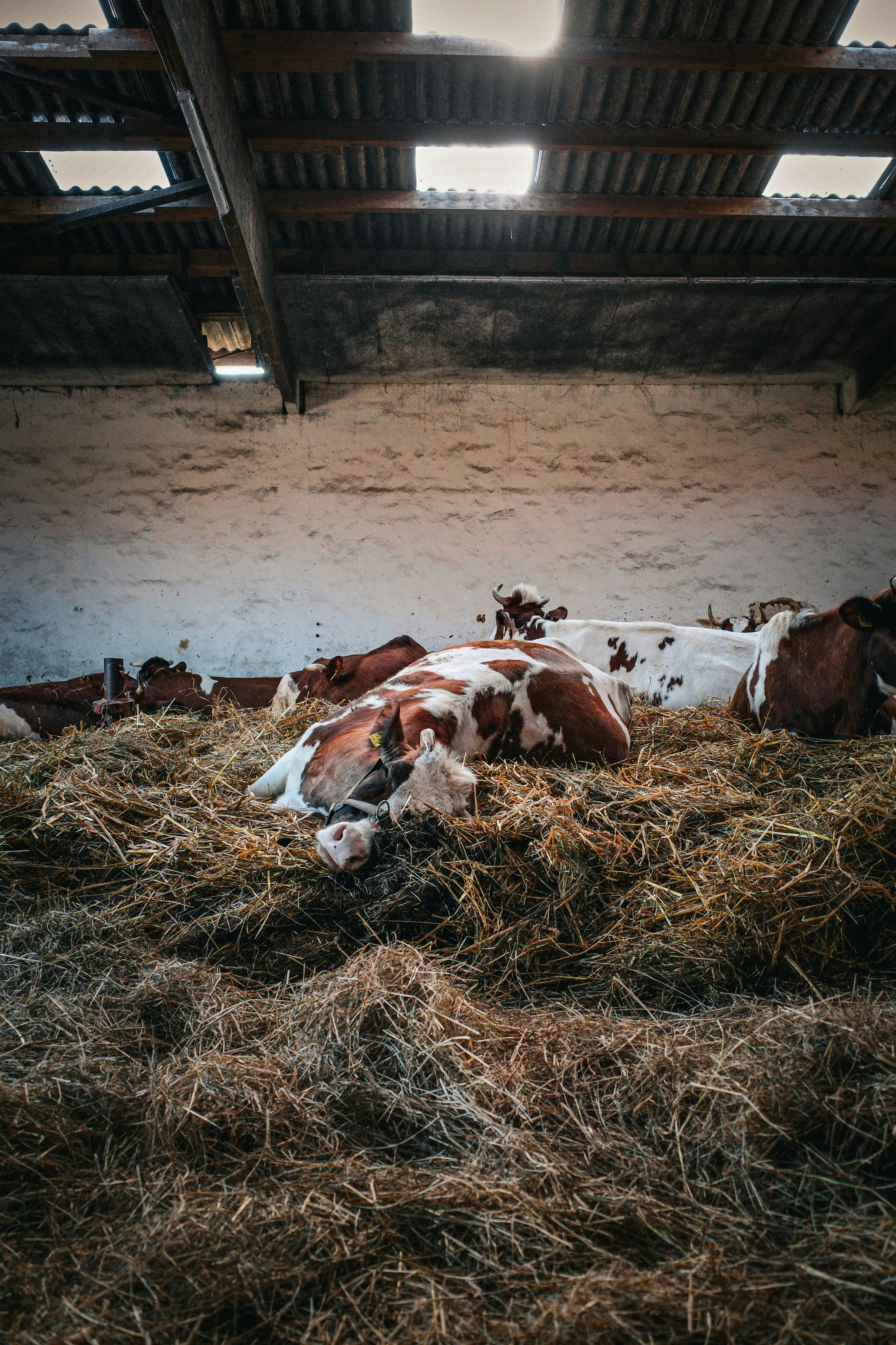 Resting in the Hay: a Quiet Barn Portrait