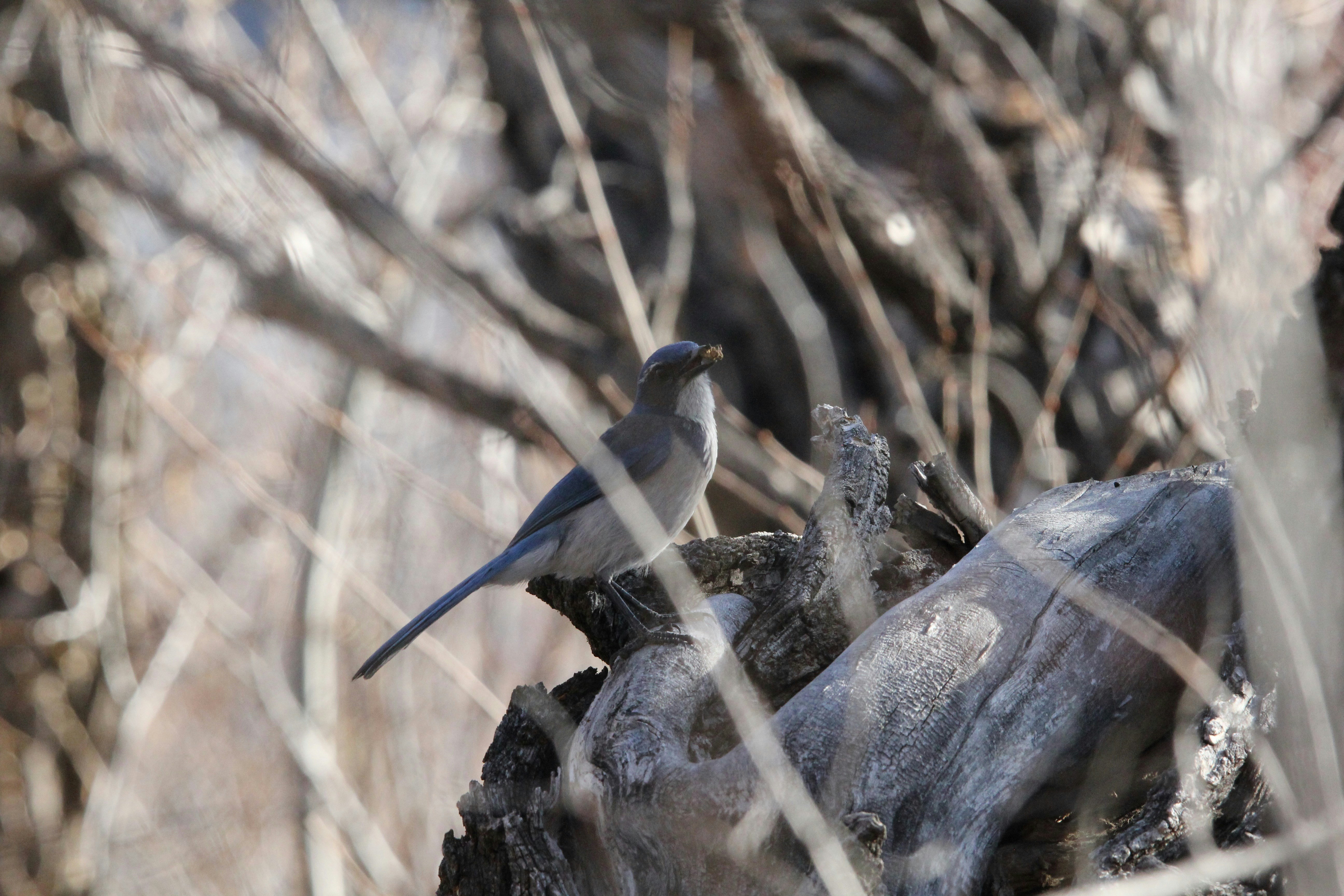 A California Scrub-Jay with something in its mouth.