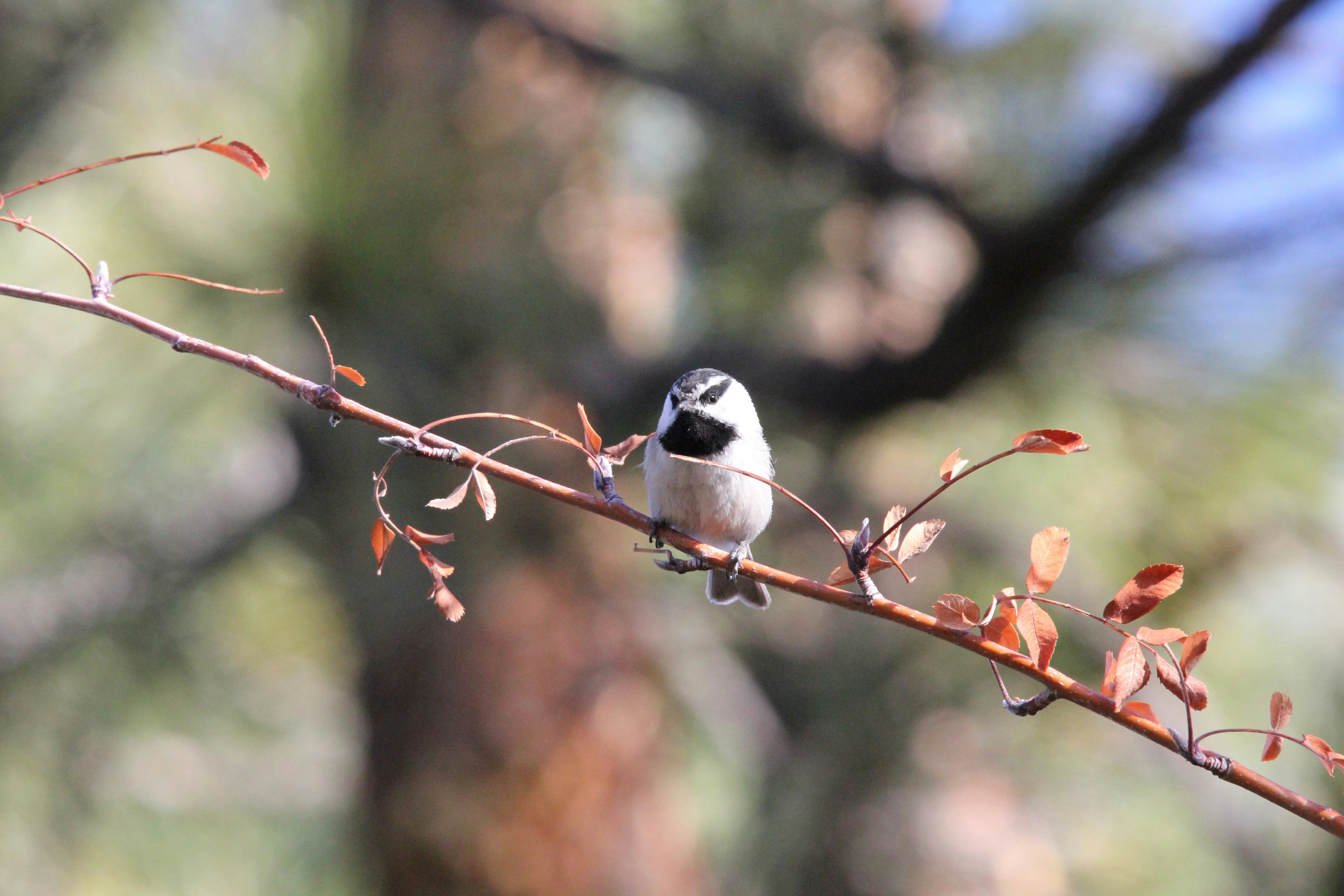 Mountain chickadee perched on a slender branch with blurred forest background.