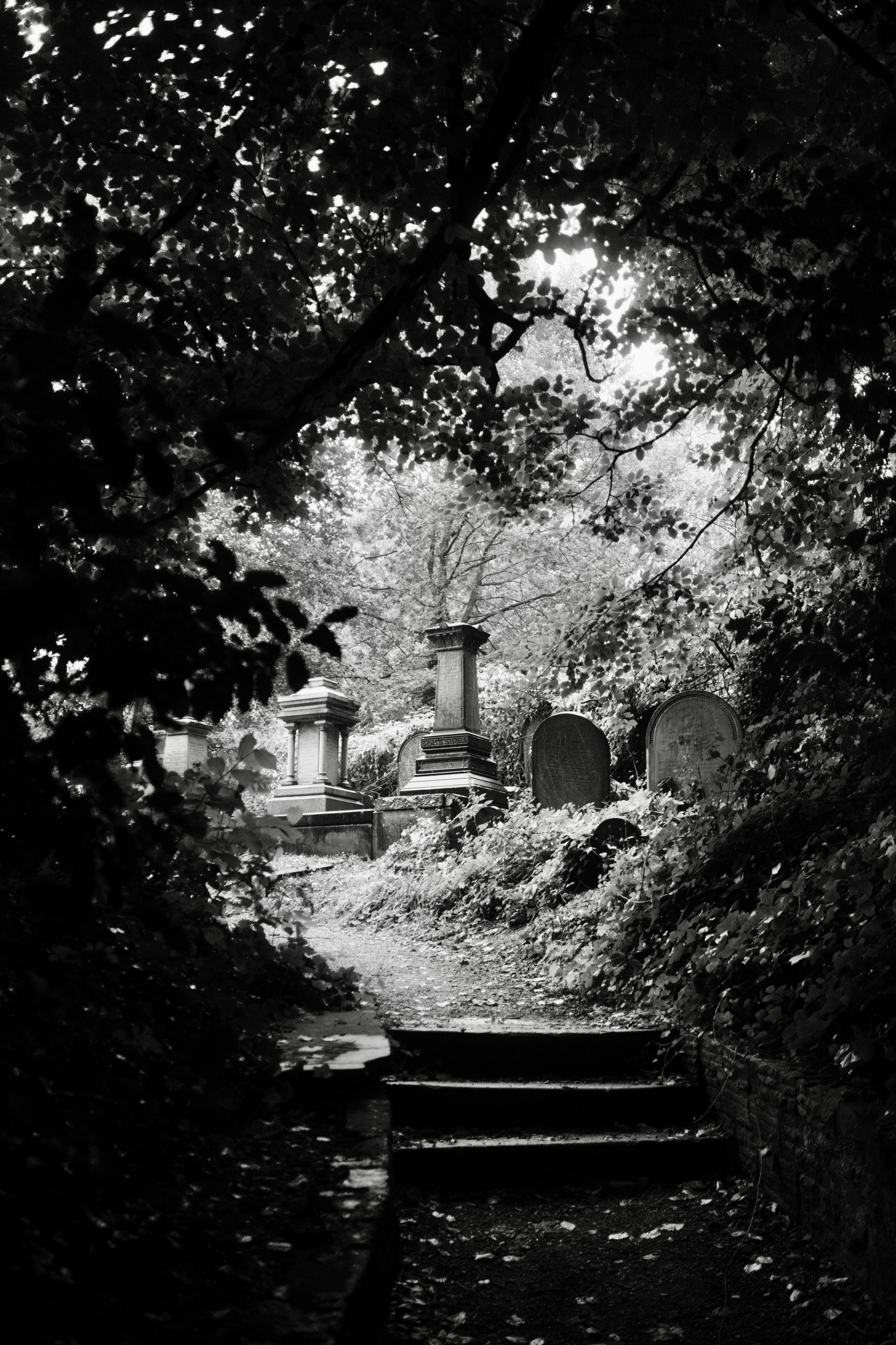 Overgrown path leading to ancient gravestones in a serene graveyard, surrounded by lush foliage. Black and white tones enhance the atmosphere of reflection.