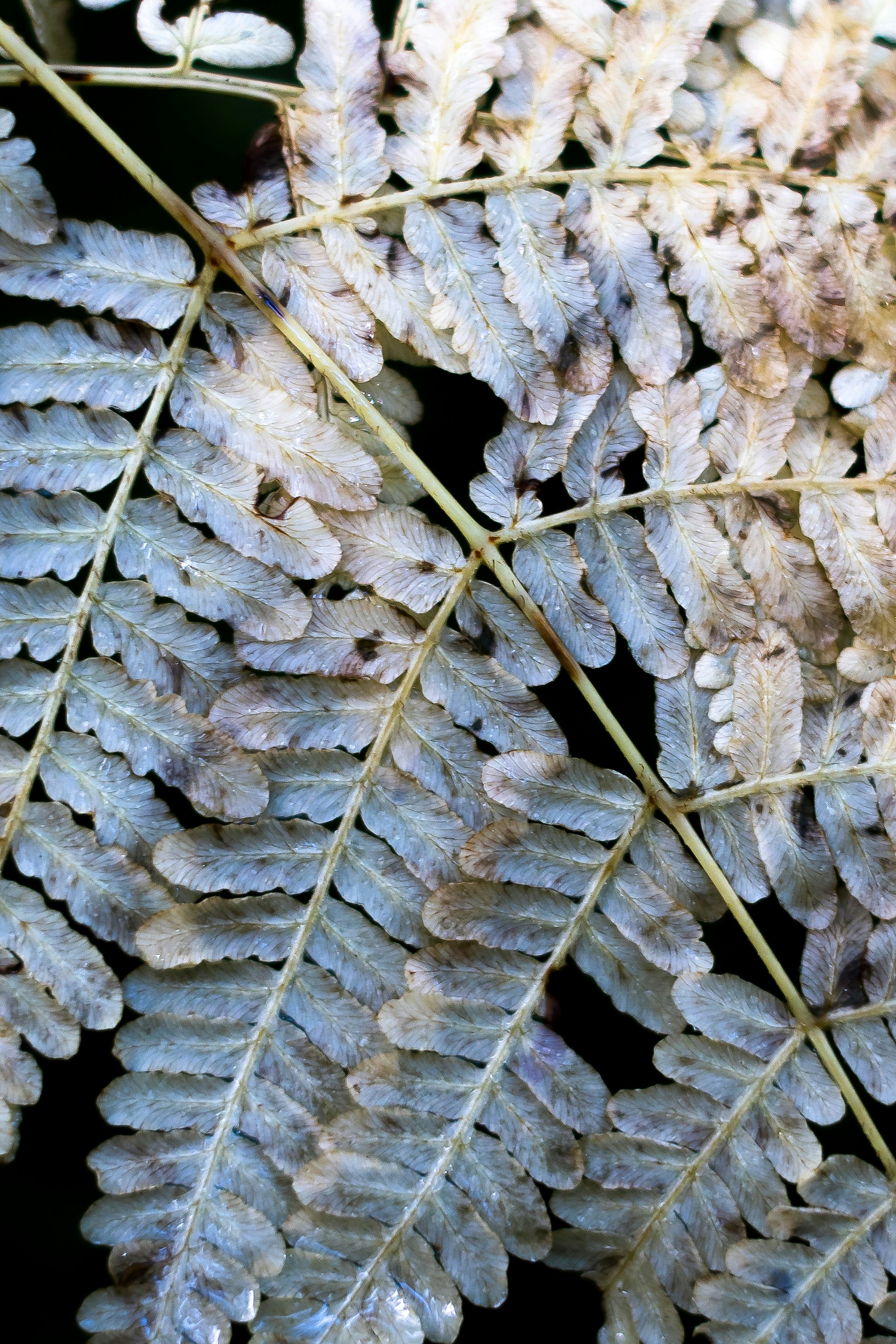 Dry fern frond showing close-up detail. photo – Free Plant Image on ...